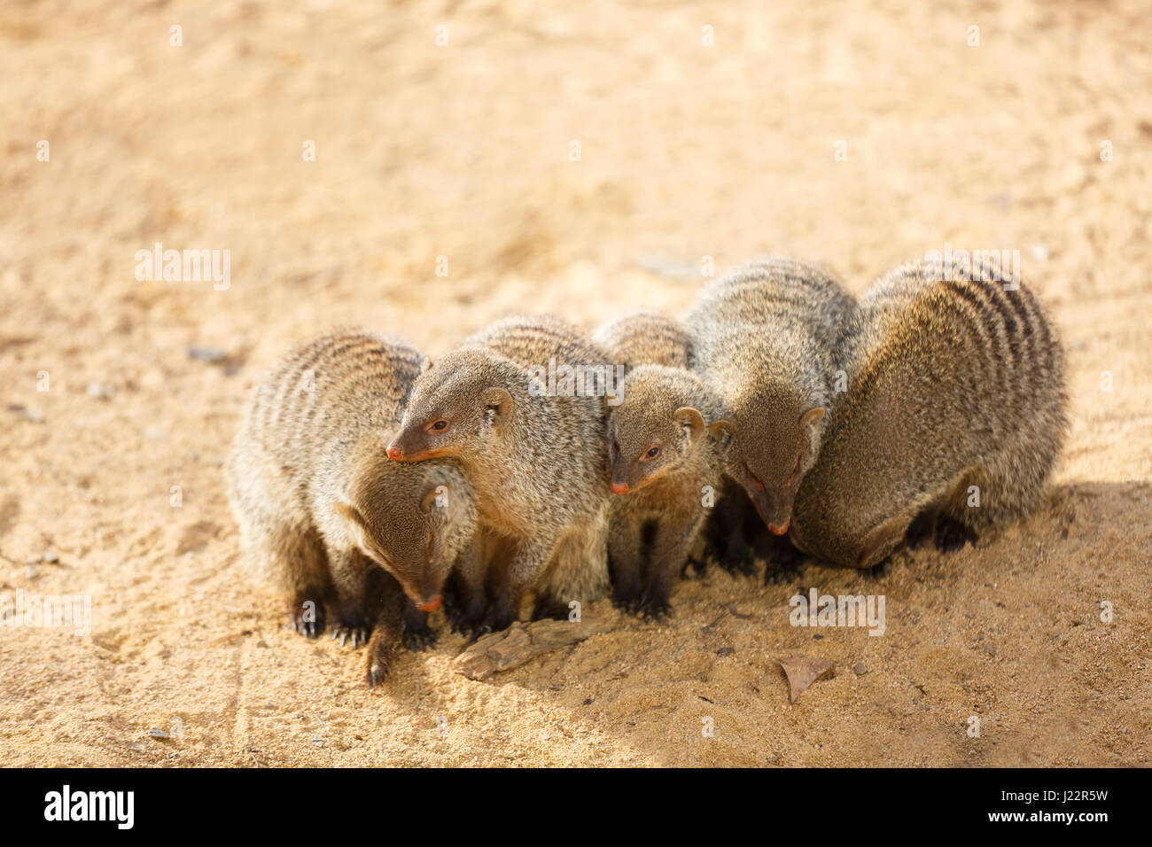 Pack mongooses in sand hi-res stock photography and images - Alamy