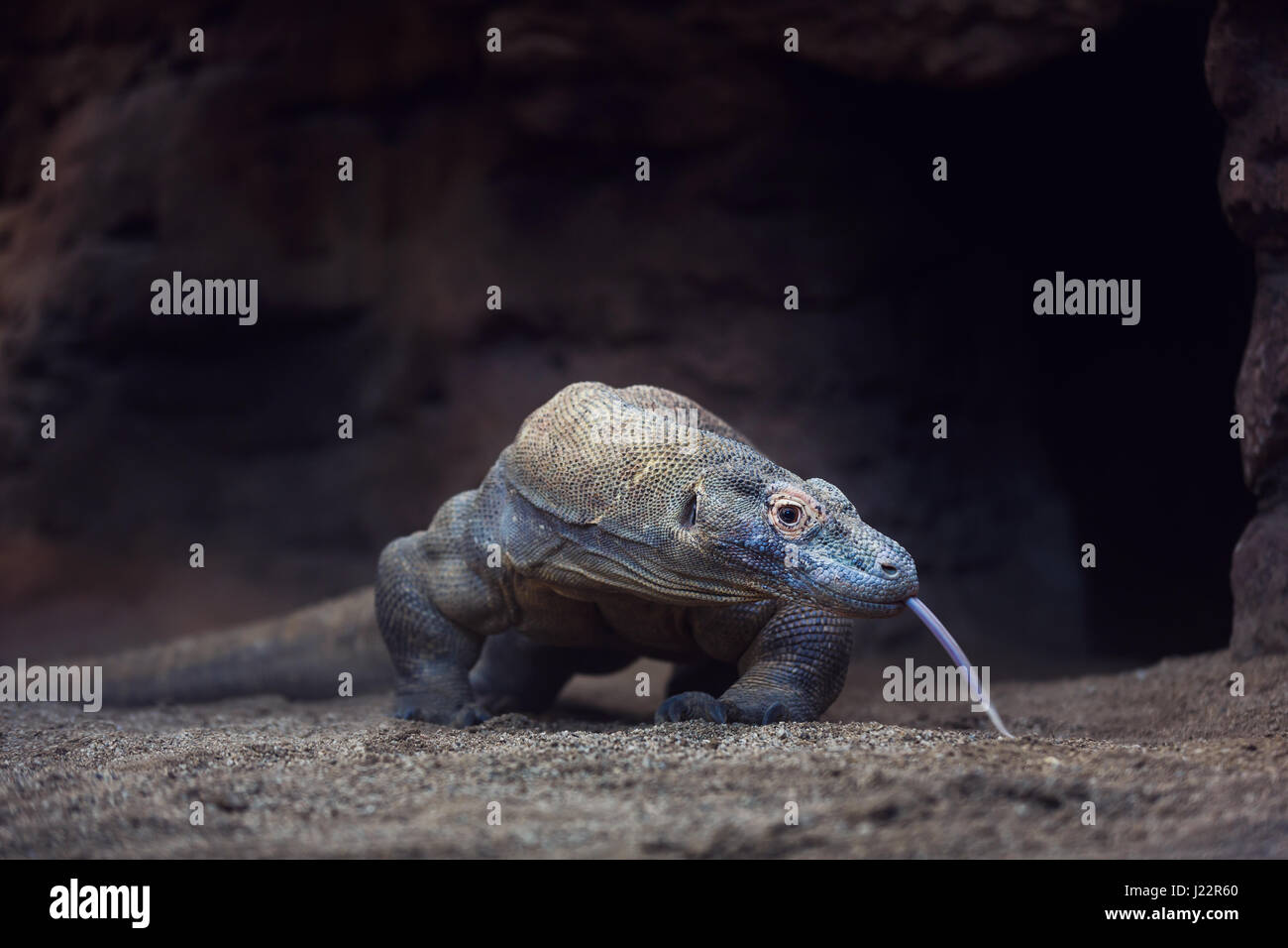 Male komodo dragon hi-res stock photography and images - Alamy