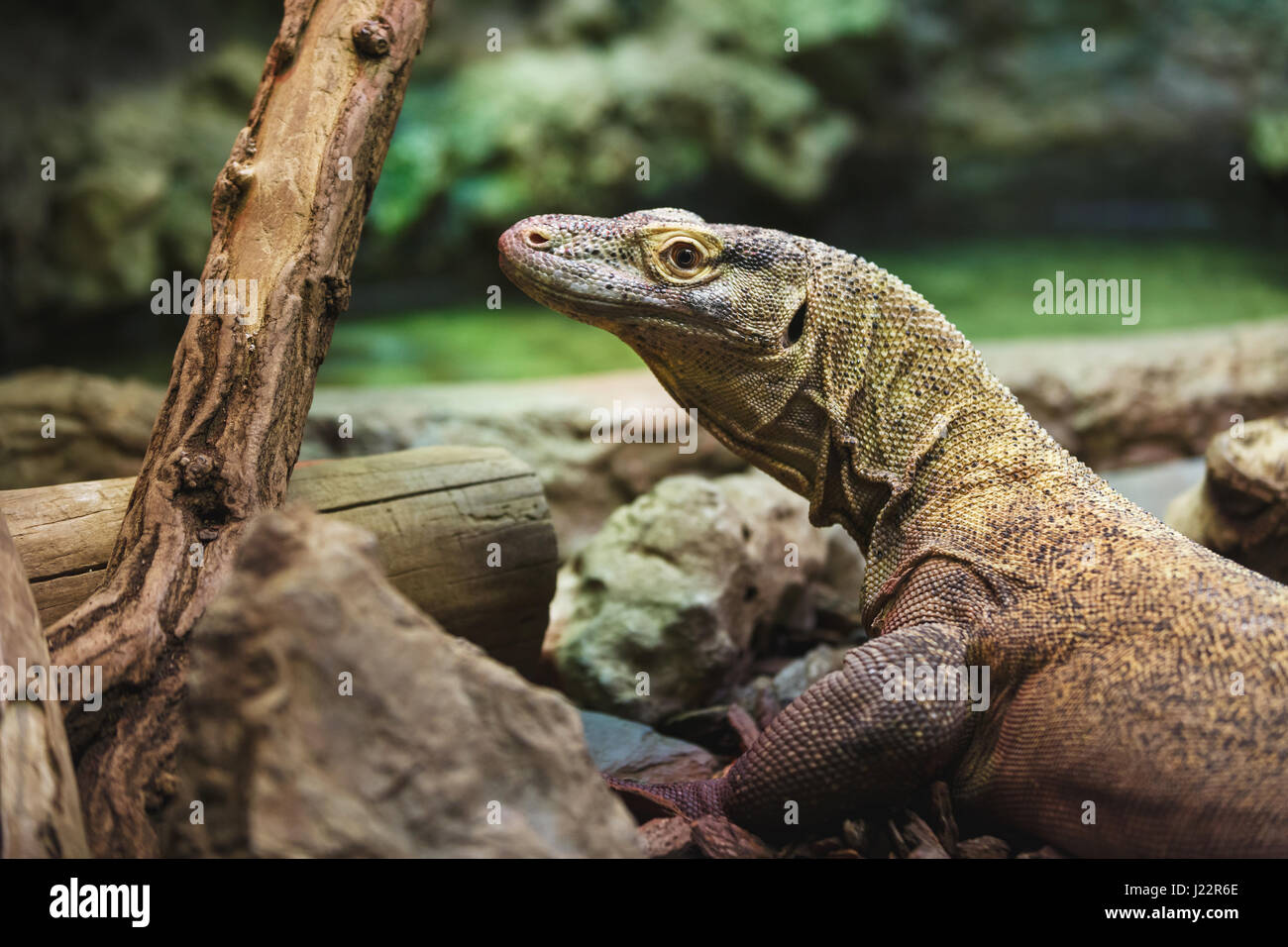 The Komodo Dragon close up in forest Stock Photo - Alamy