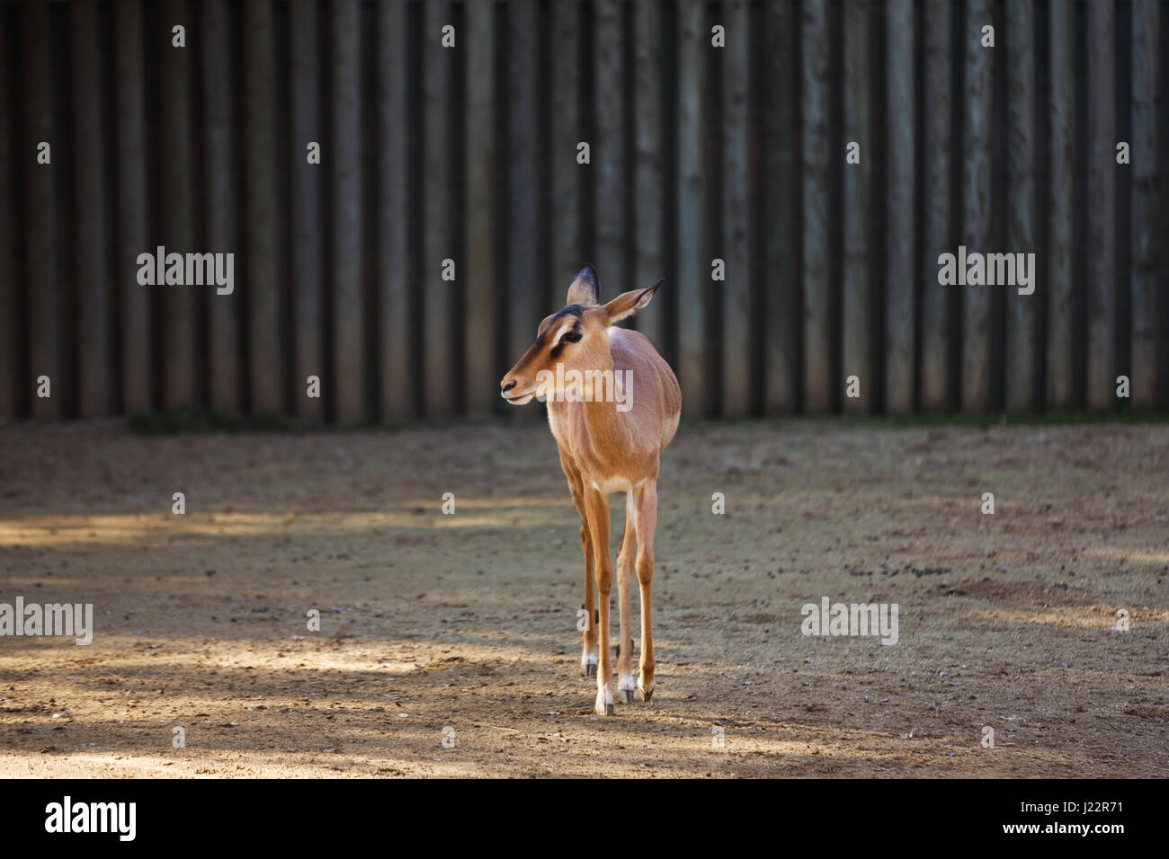 Lone antelope on a background of wooden fence Stock Photo - Alamy