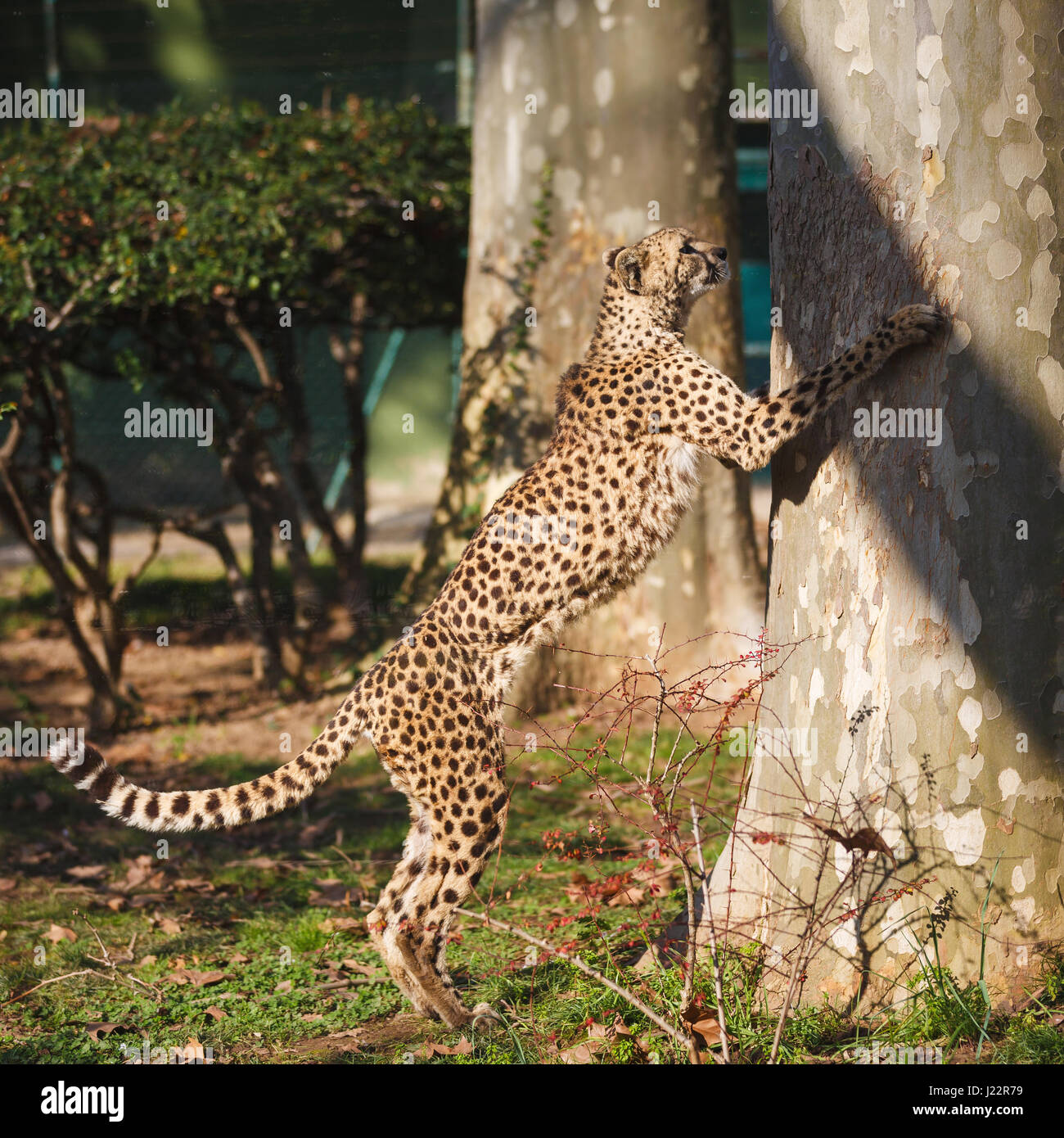 Cheetah is sharpening its claws on a tree Stock Photo - Alamy
