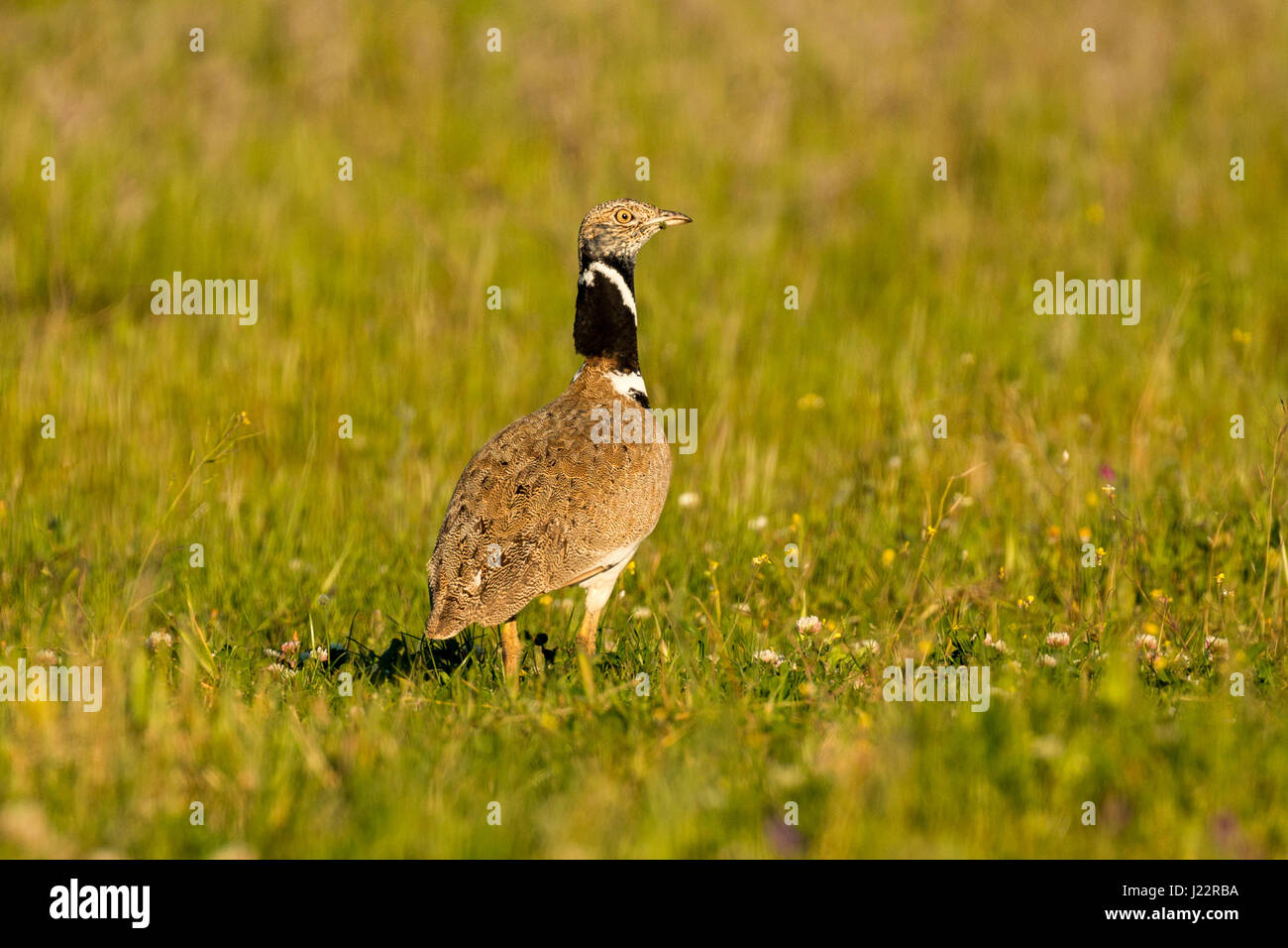 Tetrax Tetrax Stock Photos & Tetrax Tetrax Stock Images - Alamy