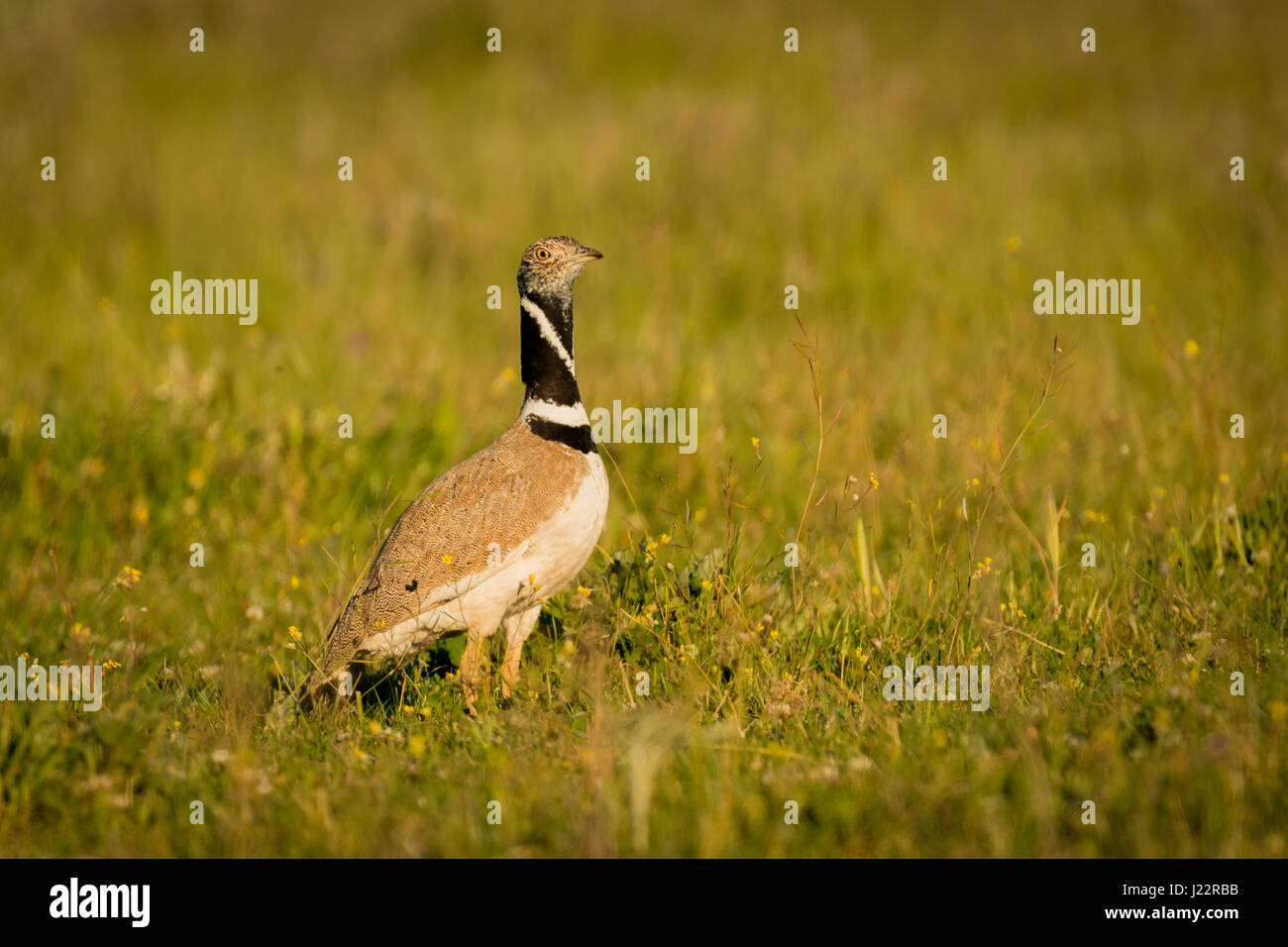 Tetrax hi-res stock photography and images - Alamy