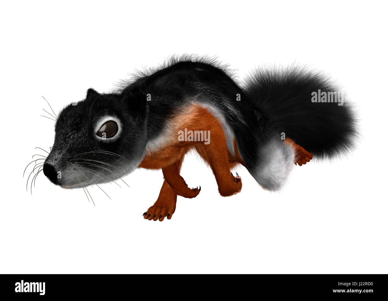 3D rendering of a Prevost's squirrel or Asian tri-colored squirrel ...