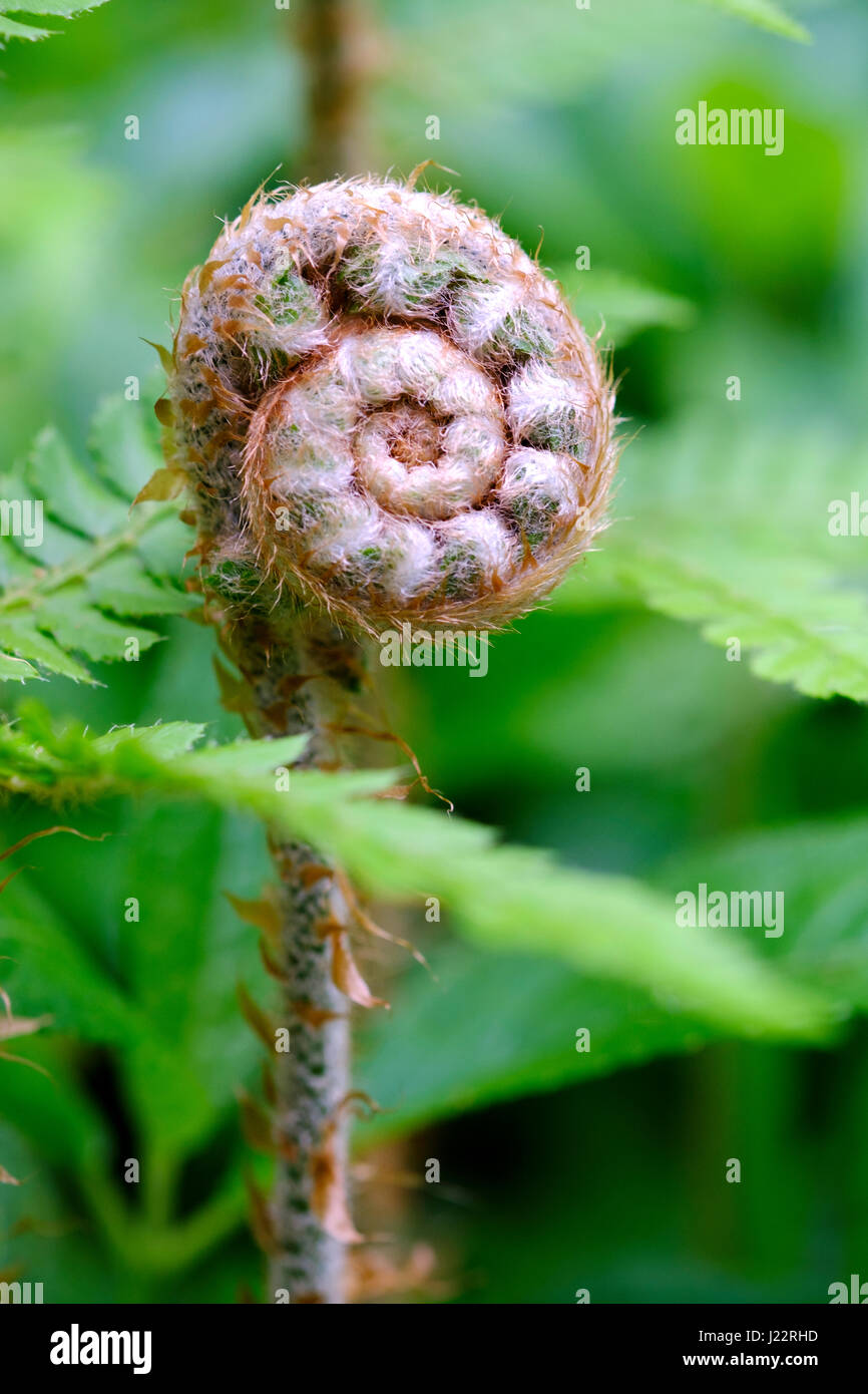 A coiled fern unrolling a young frond amongst fully open fern leaves ...