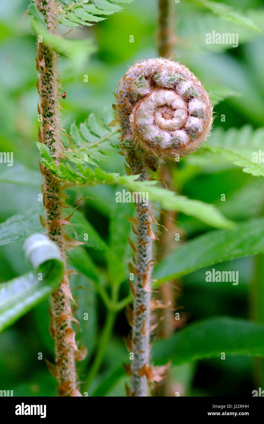 A coiled fern unrolling a young frond amongst fully open fern leaves ...