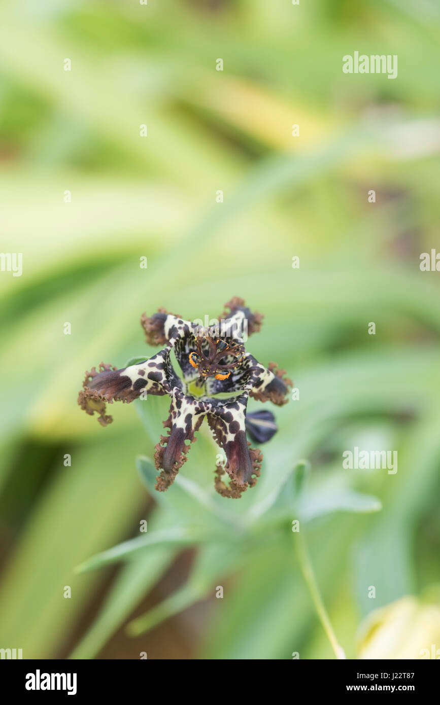 Ferraria crispa 'Starfish Lily'. Black Flag. Sea Spider Iris. Starfish ...