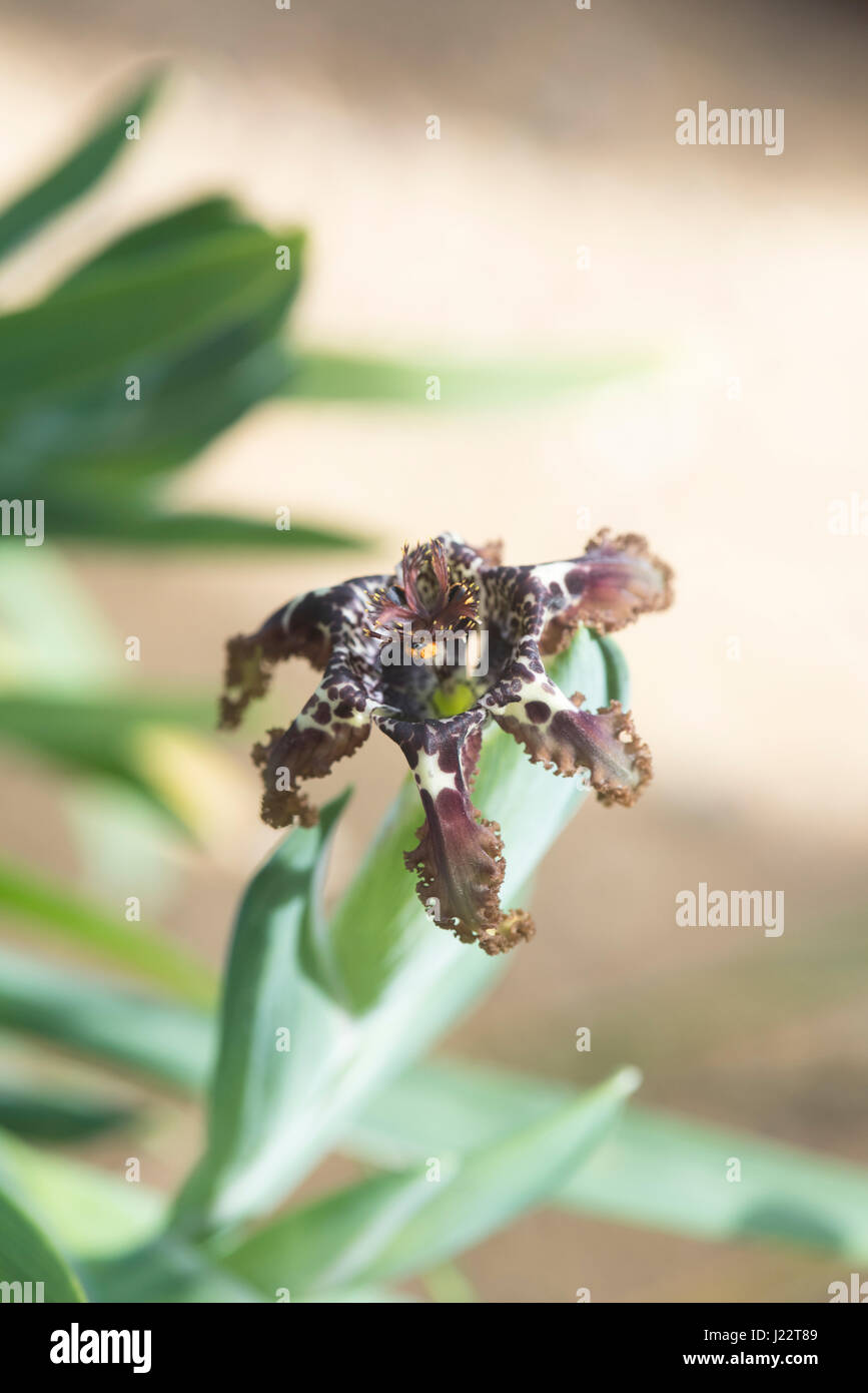 Ferraria crispa 'Starfish Lily'. Black Flag. Sea Spider Iris. Starfish ...