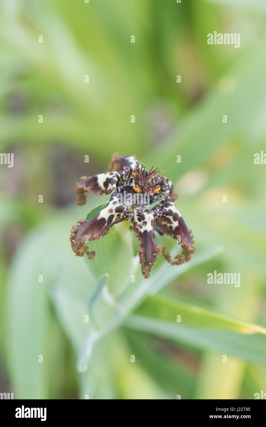 Ferraria crispa 'Starfish Lily'. Black Flag. Sea Spider Iris. Starfish ...