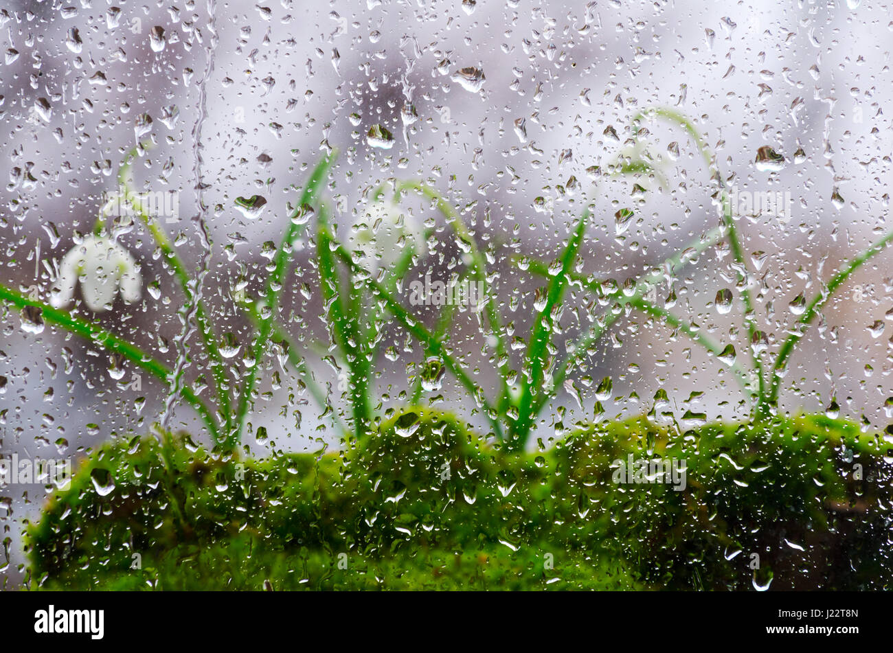 Background of glass and dripping of rain, followed by snowdrops bloom ...