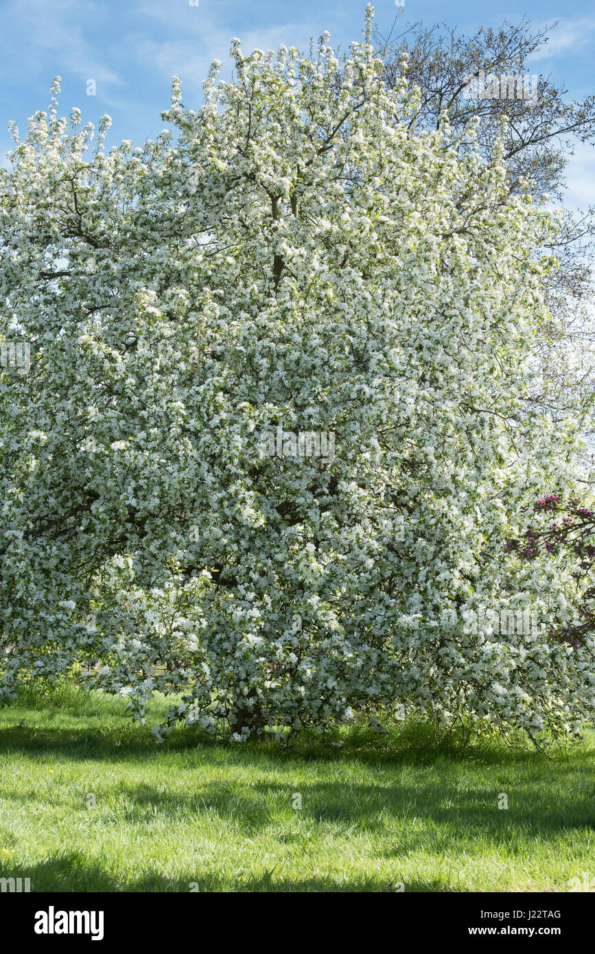 Malus x robusta 'Red Siberian'. Crabapple Red Siberian tree in blossom ...