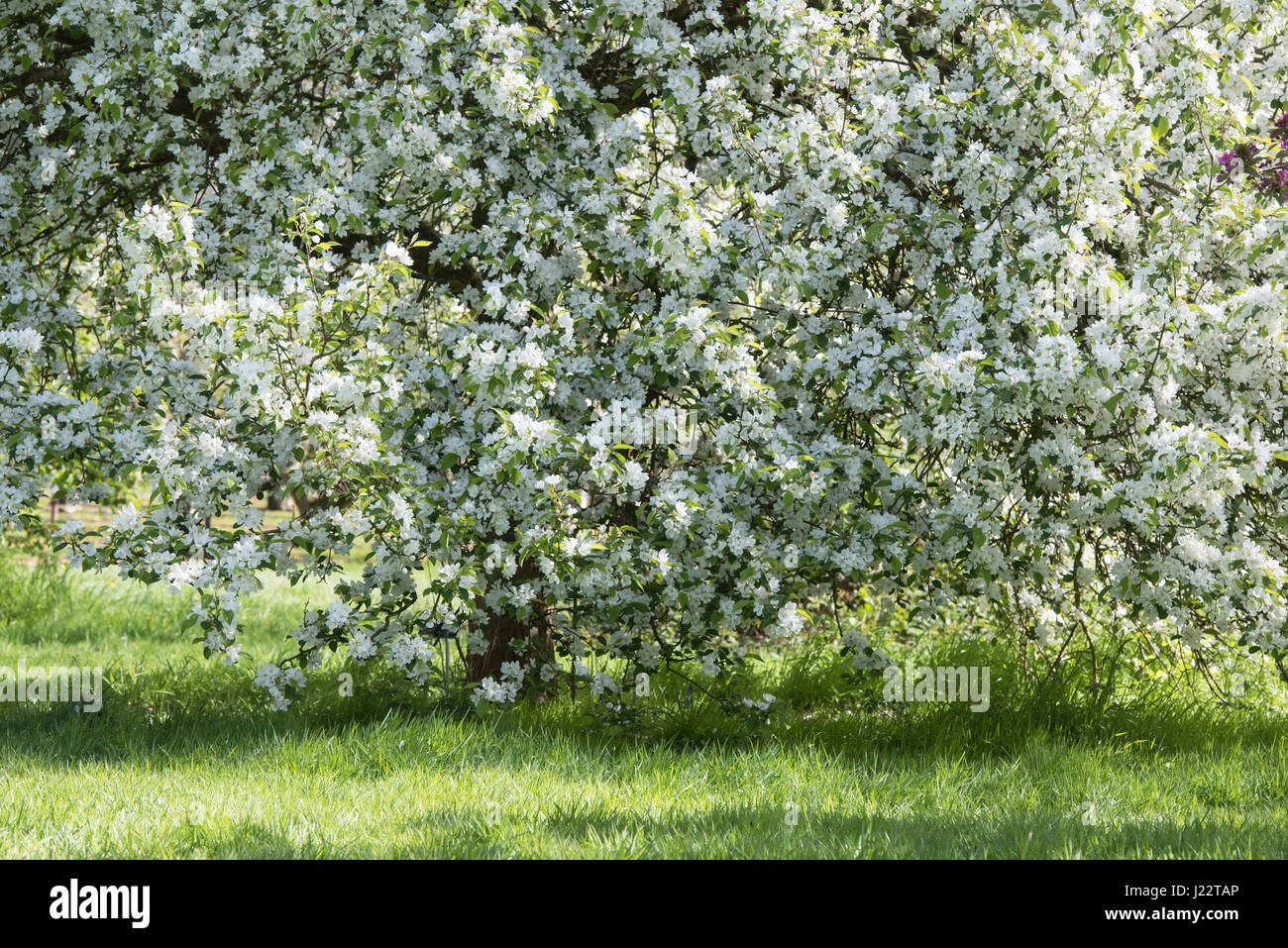 Malus x robusta 'Red Siberian'. Crabapple Red Siberian tree in blossom ...