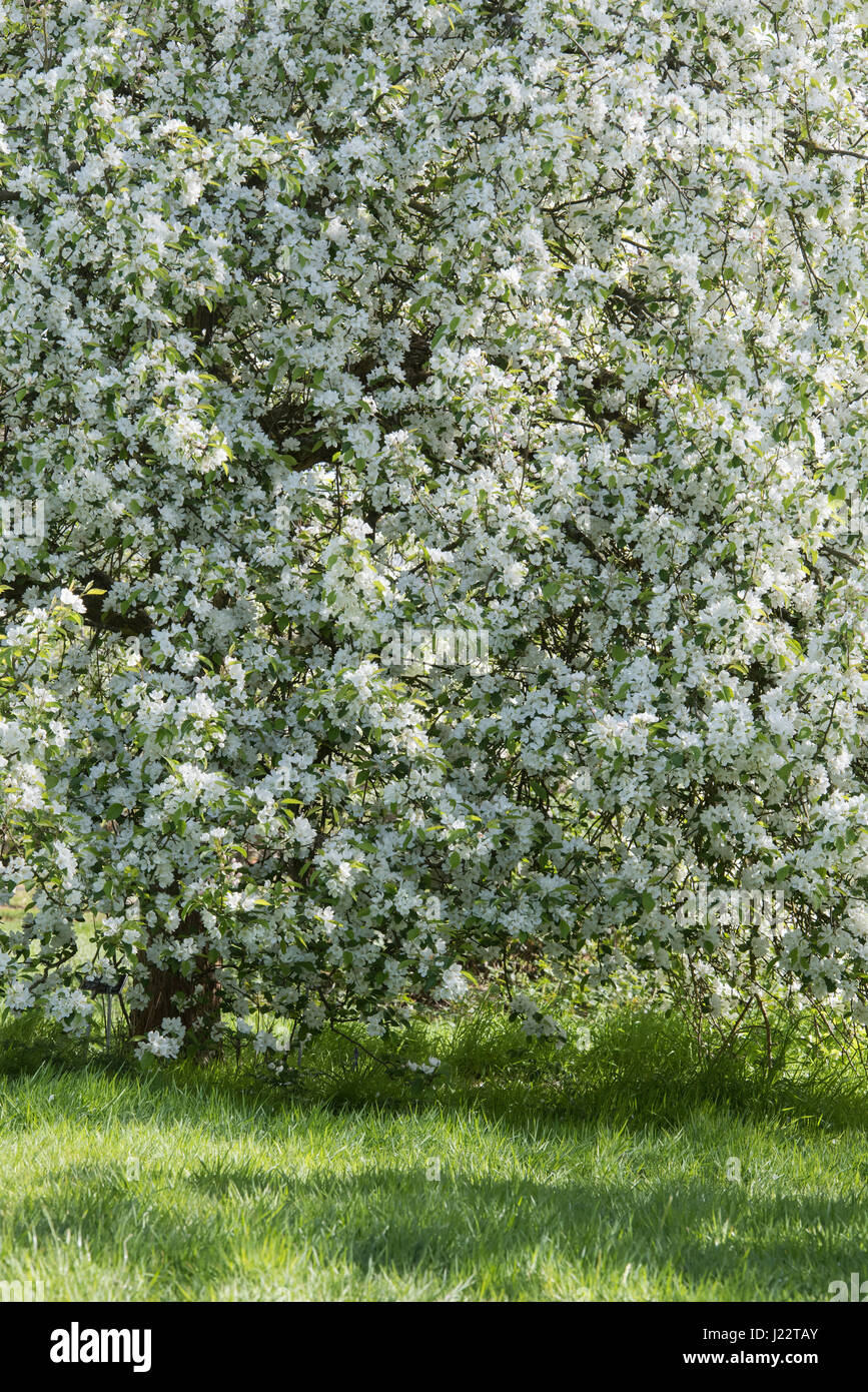 Malus x robusta 'Red Siberian'. Crabapple Red Siberian tree in blossom ...