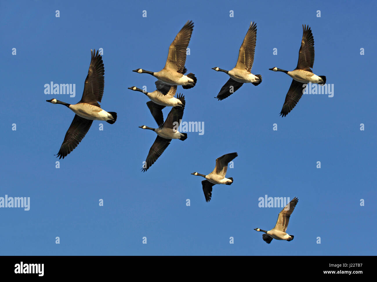 Canadian Geese V Formation