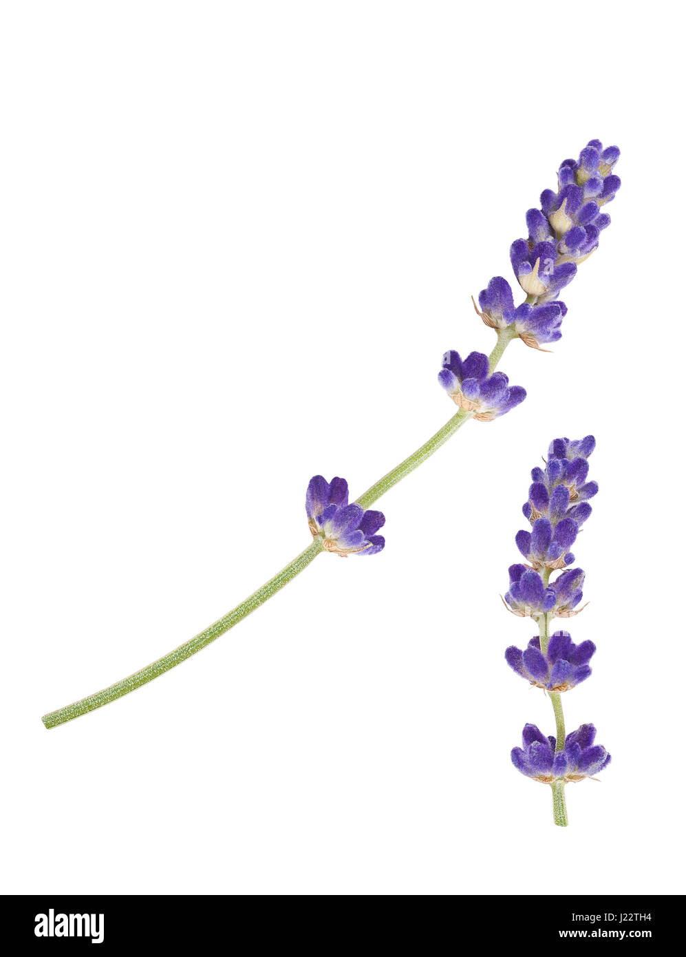 Lavender flowers isolated on white Stock Photo - Alamy