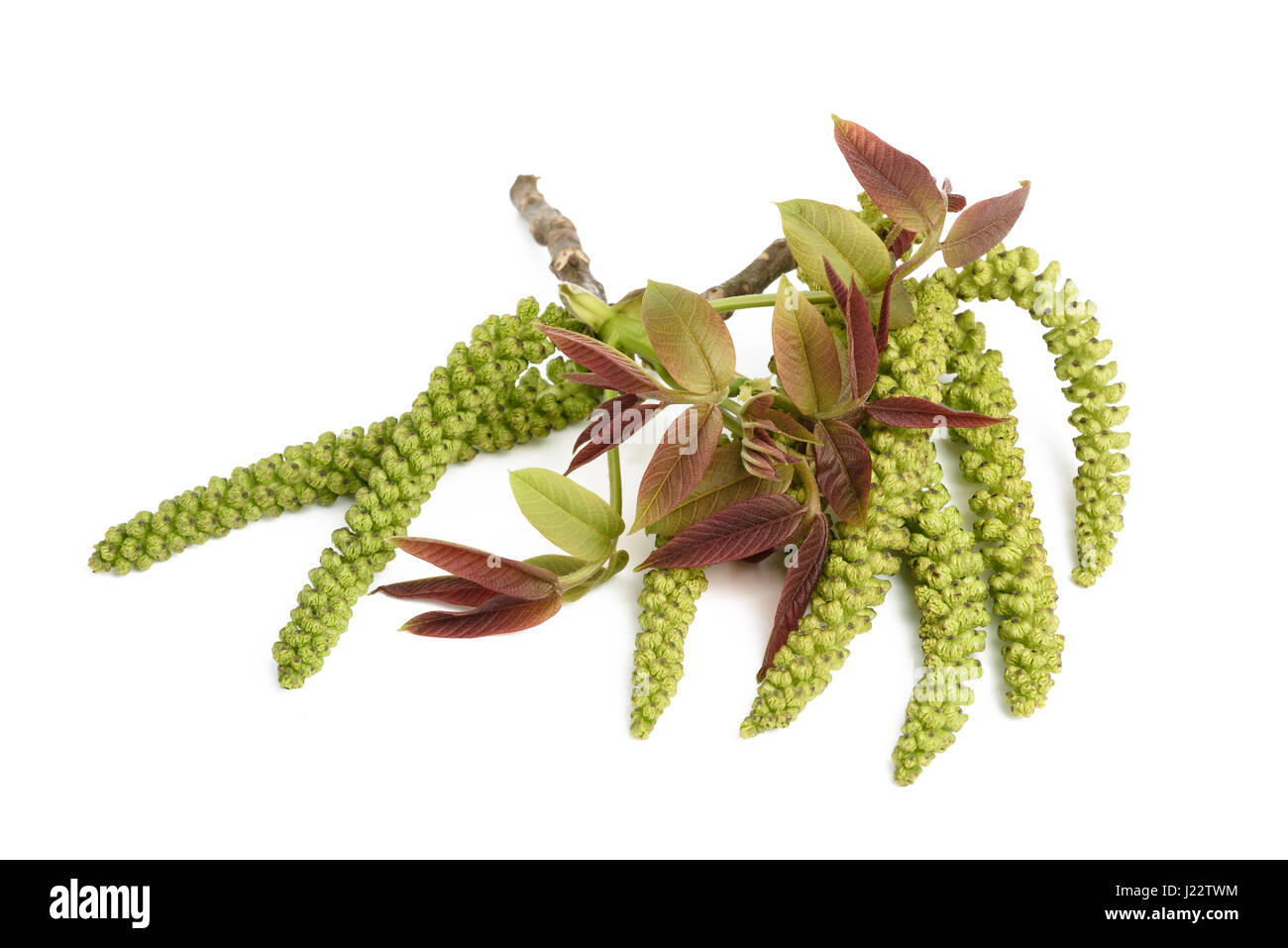Catkin Inflorescence