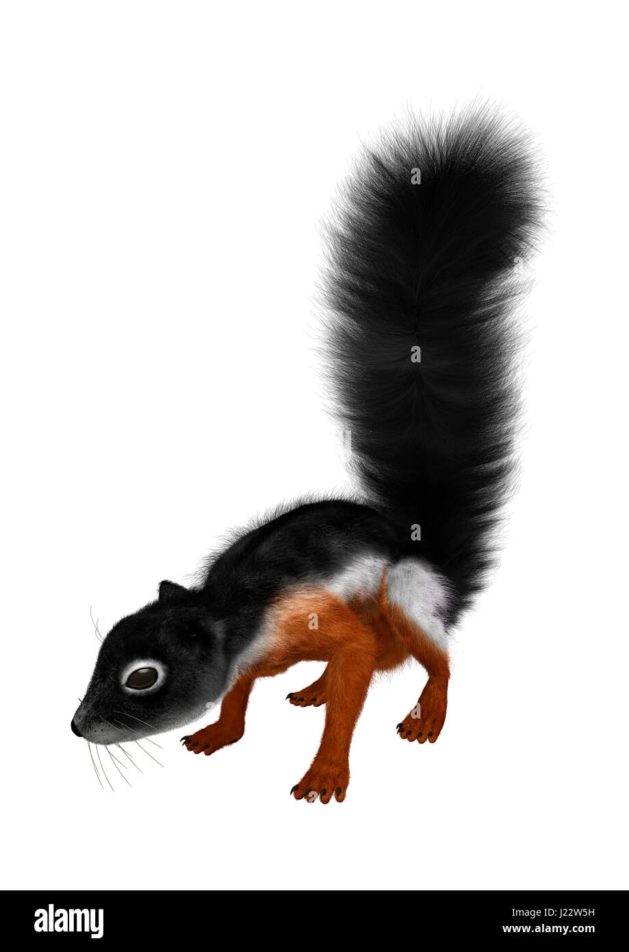 3D rendering of a Prevost's squirrel or Asian tri-colored squirrel ...