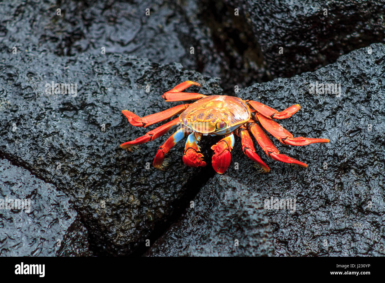 Galapagos red crab on black volcanic rocks Stock Photo - Alamy