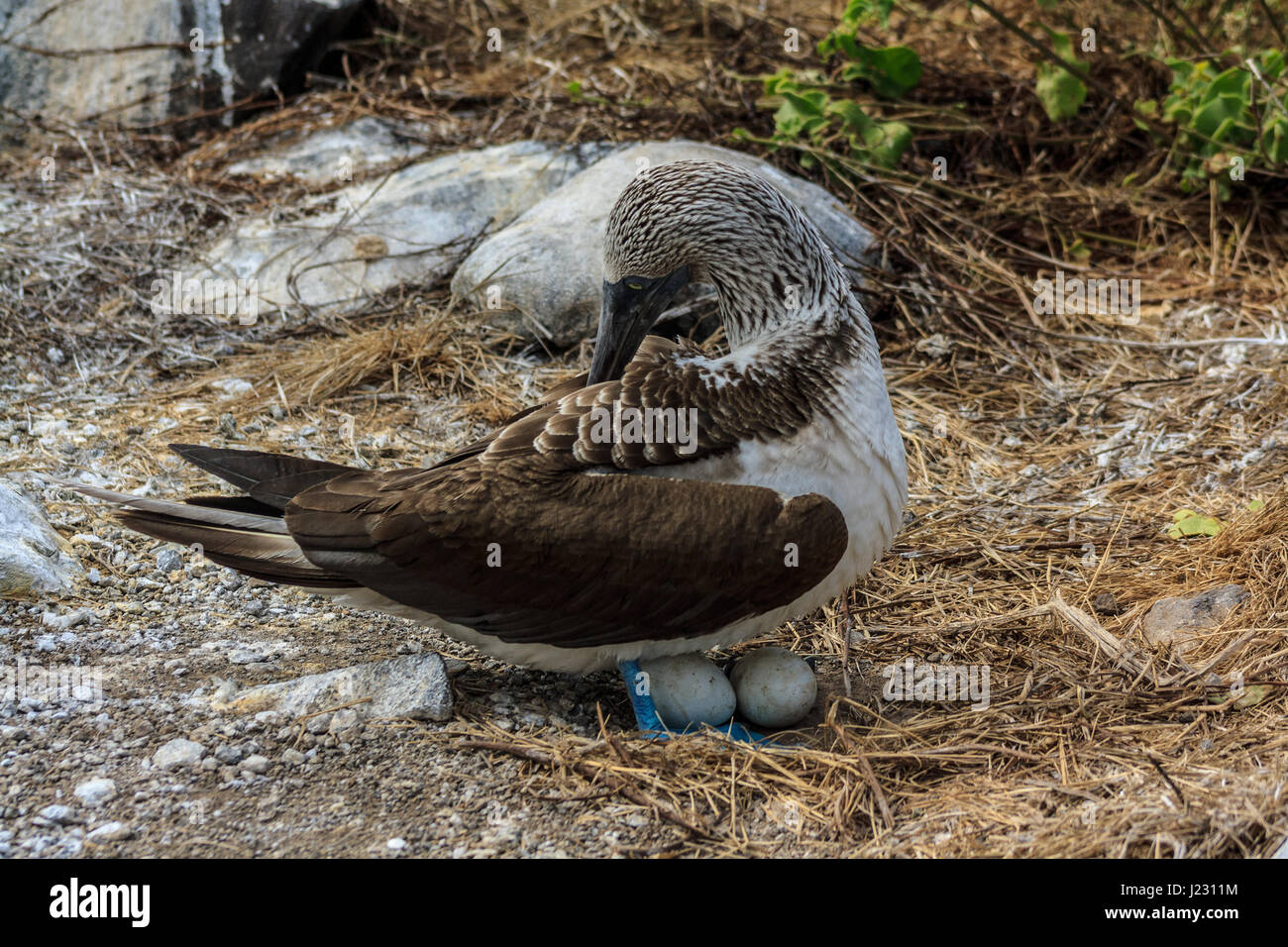 Blue footed booby mother nesting its eggs Stock Photo - Alamy
