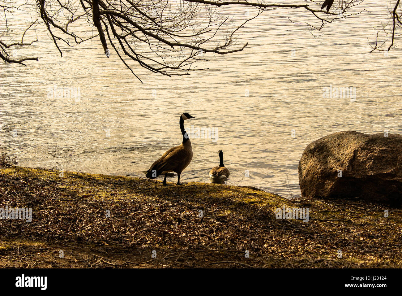 ducks beside a lake, taken in spring Stock Photo - Alamy