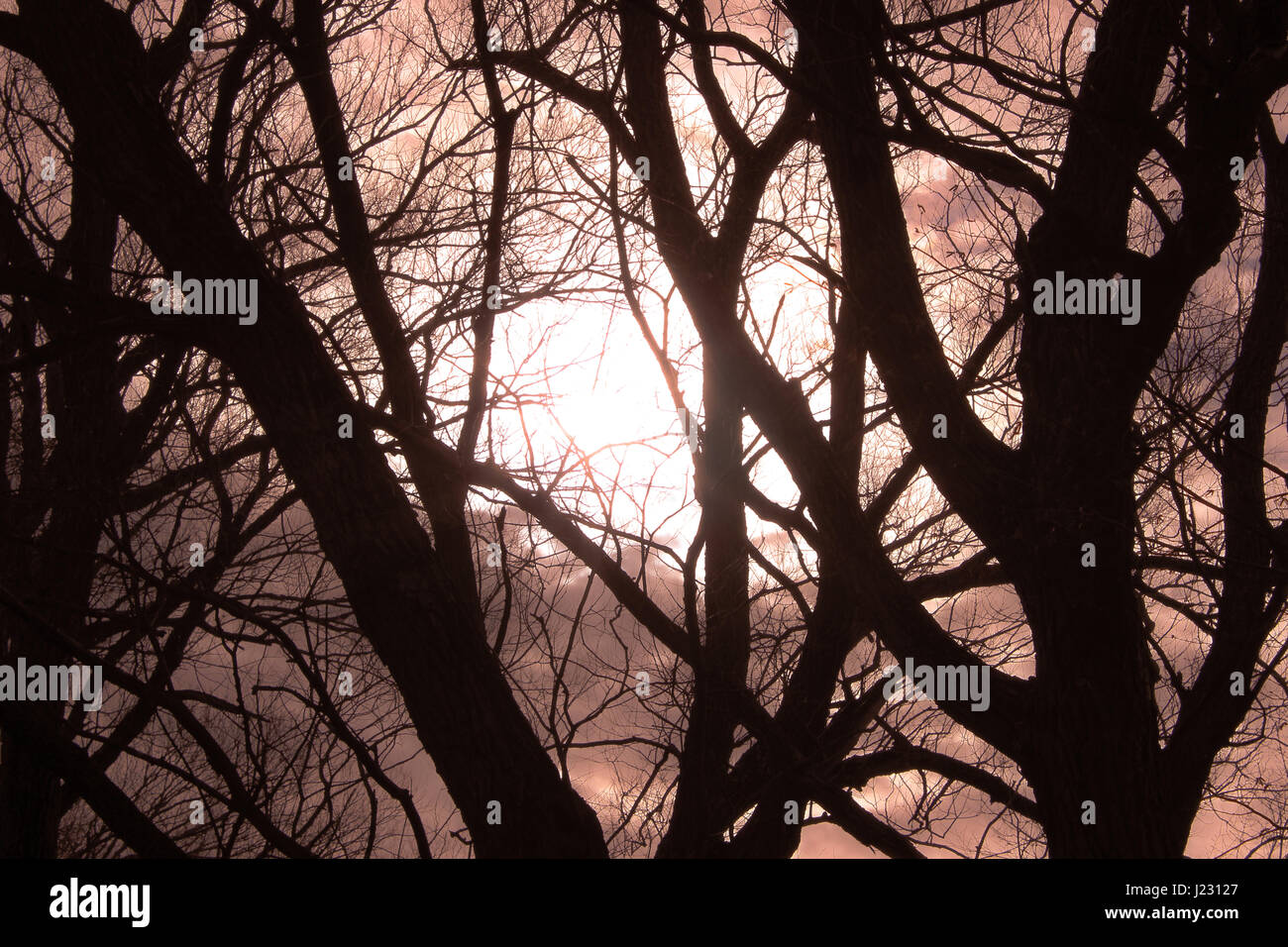 sun behind black trees, taken in spring Stock Photo - Alamy