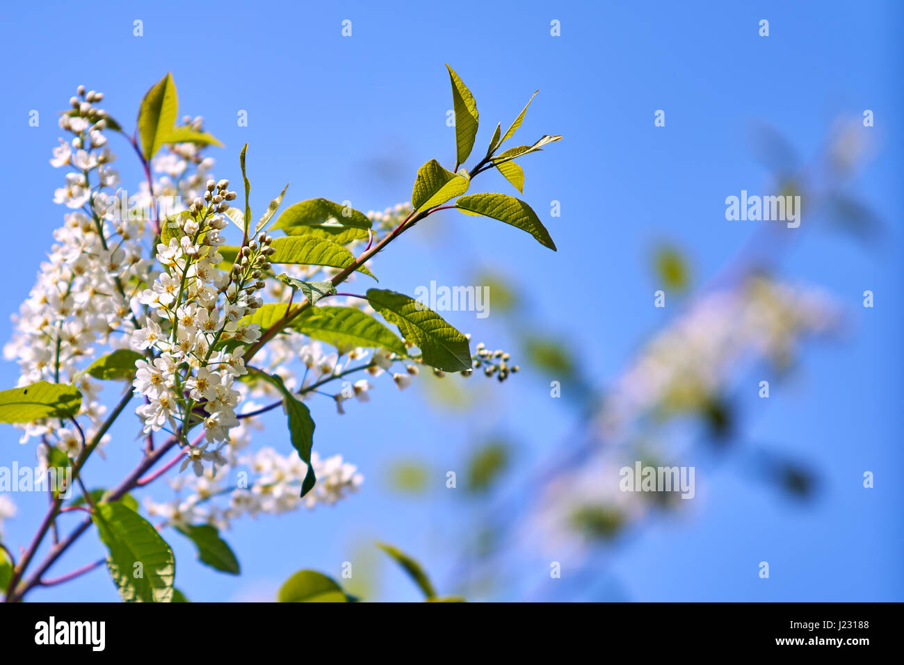 spring time. flower blossom. blossom branch Stock Photo - Alamy