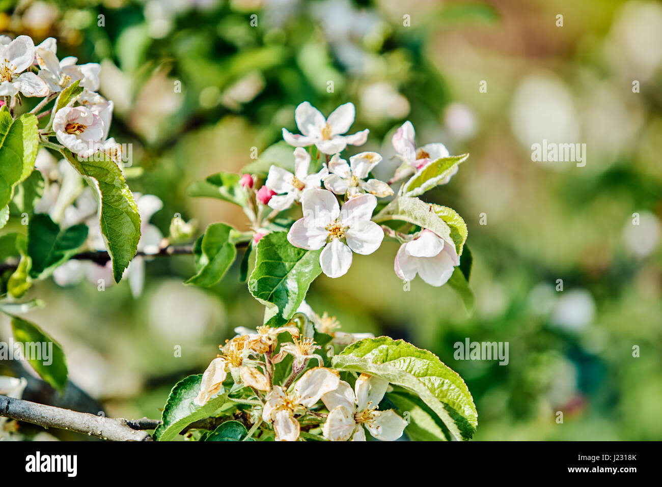 spring time. flower blossom. blossom branch Stock Photo - Alamy
