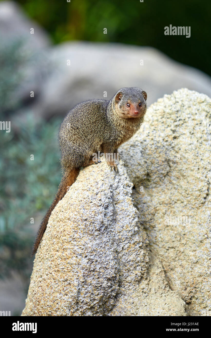 Dwarf Mongoose. Pygmy Mongoose Stock Photo - Alamy