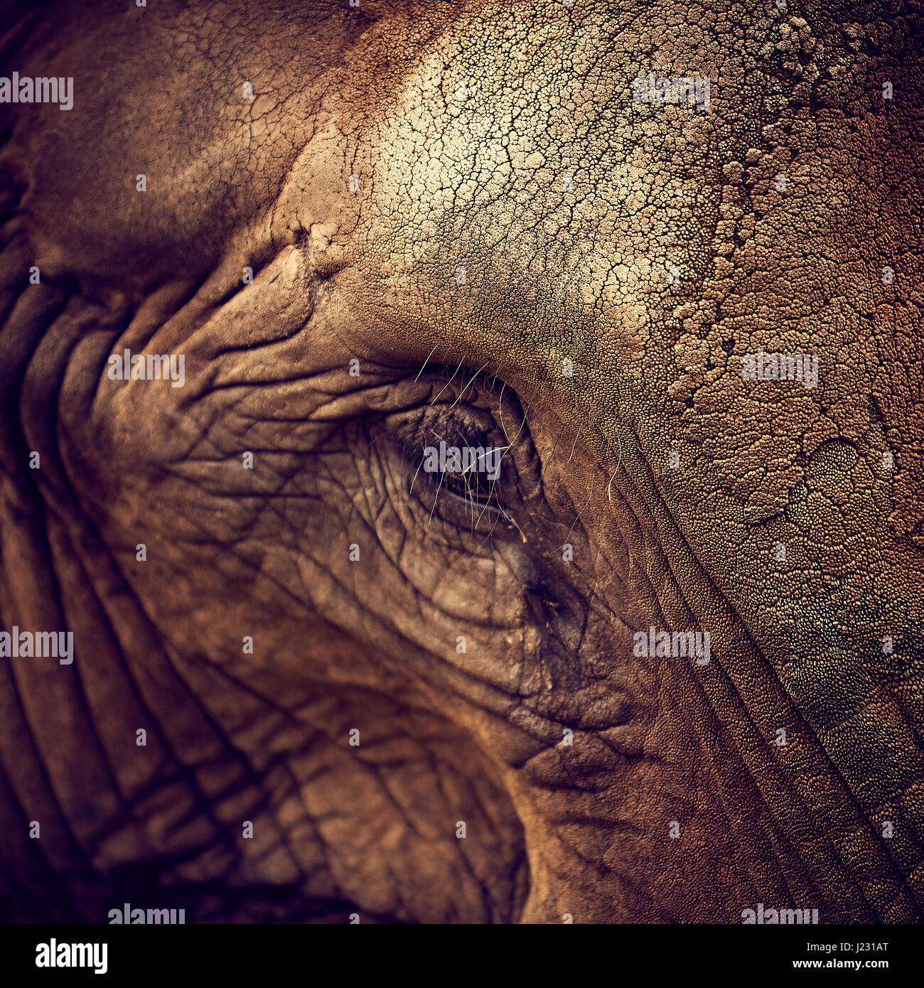 Eye of an elephant. African Elephant Stock Photo - Alamy