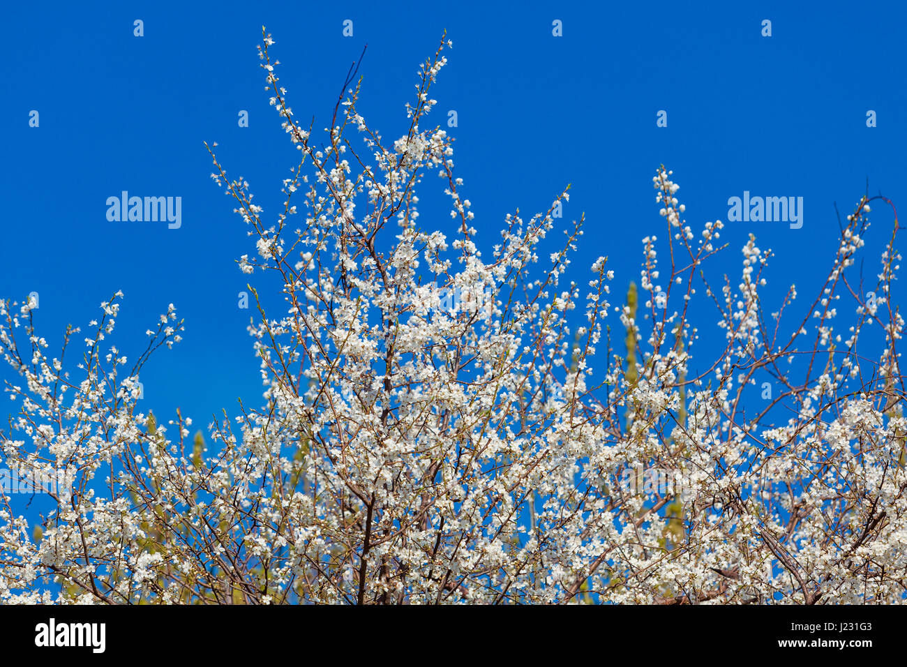 Spring blossom background. spring flowers Stock Photo - Alamy