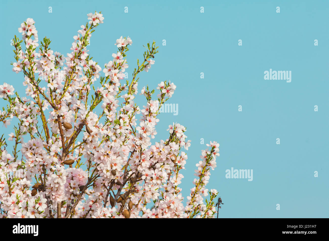 Almond blossom, full bloom, blooming almond tree in March Stock Photo ...
