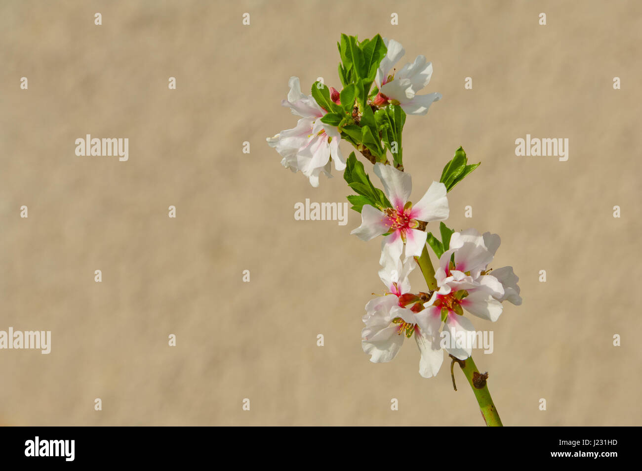 Almond blossom, full bloom, blooming almond tree in March Stock Photo ...