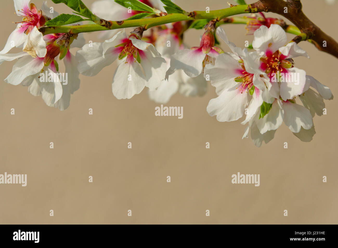 Almond blossom, full bloom, blooming almond tree in March Stock Photo ...