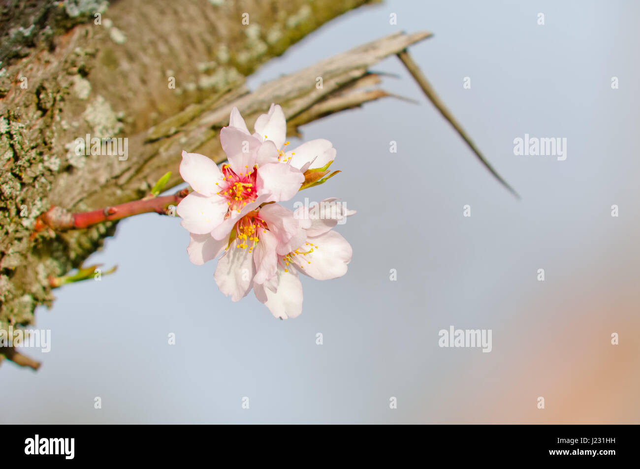 Almond blossom, full bloom, blooming almond tree in March Stock Photo ...