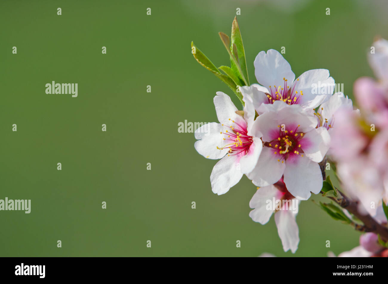Almond blossom, full bloom, blooming almond tree in March Stock Photo ...