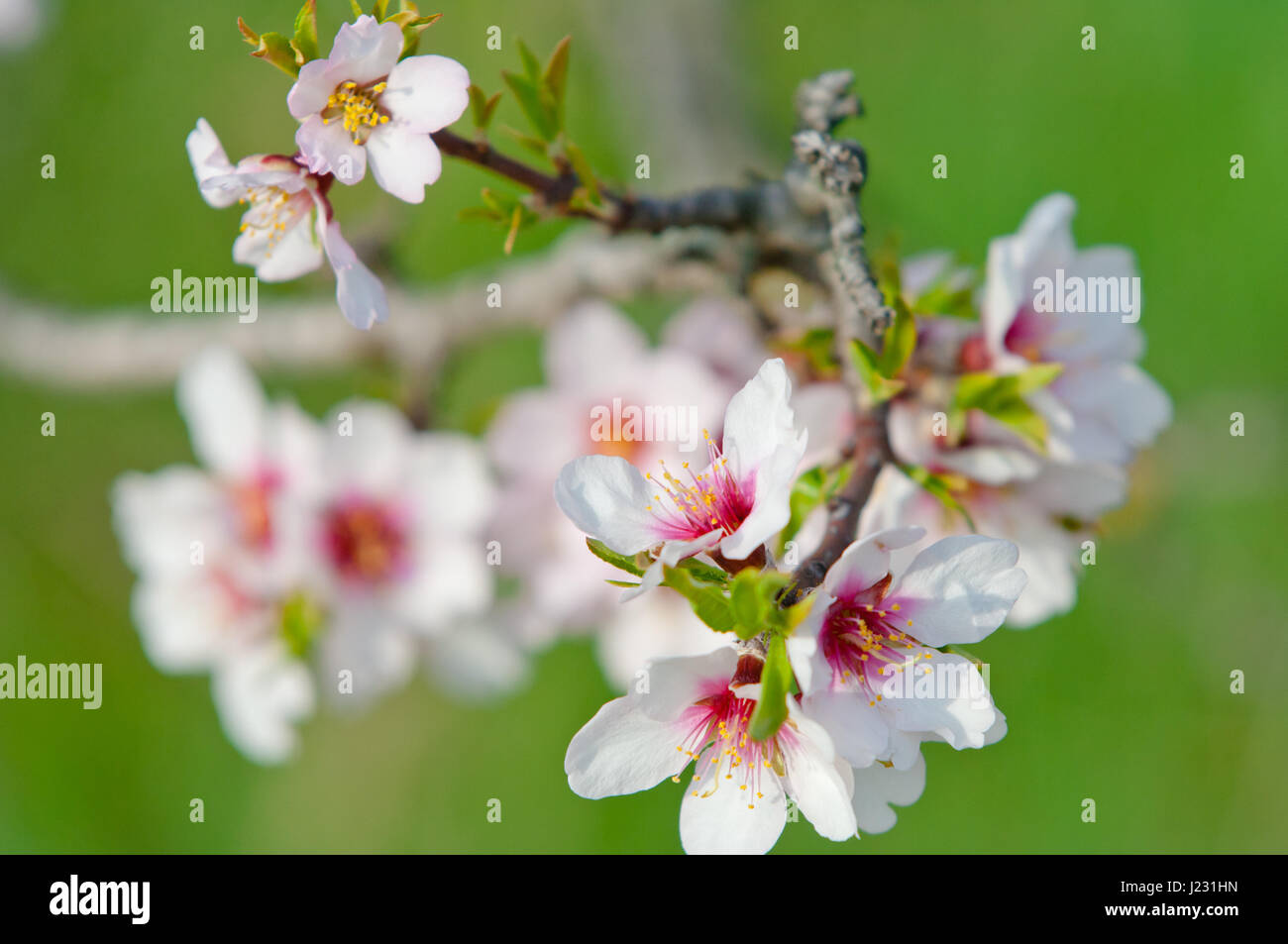 Almond blossom, full bloom, blooming almond tree in March Stock Photo ...