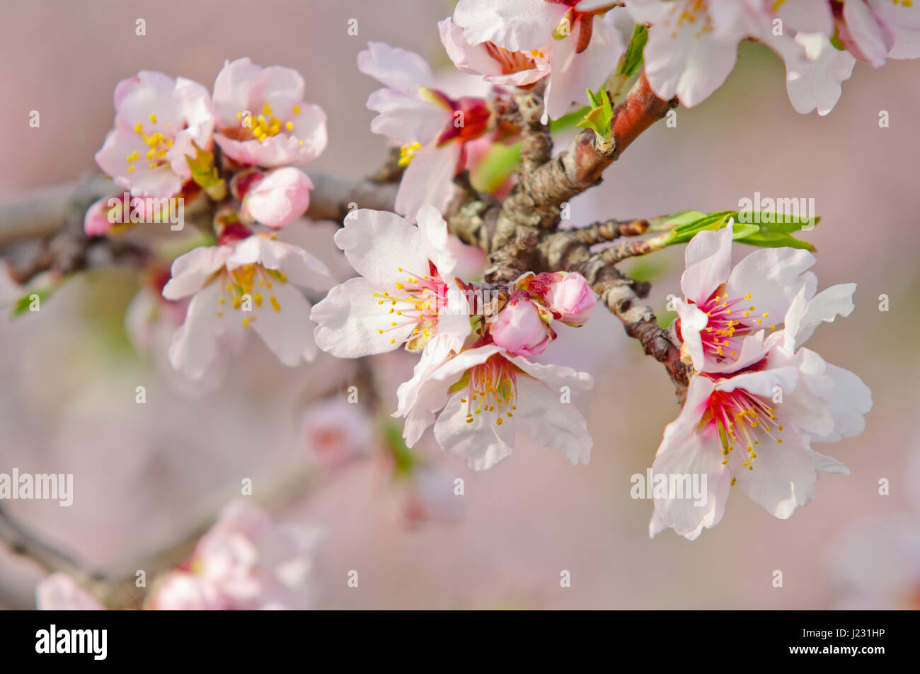 Almond blossom, full bloom, blooming almond tree in March Stock Photo ...