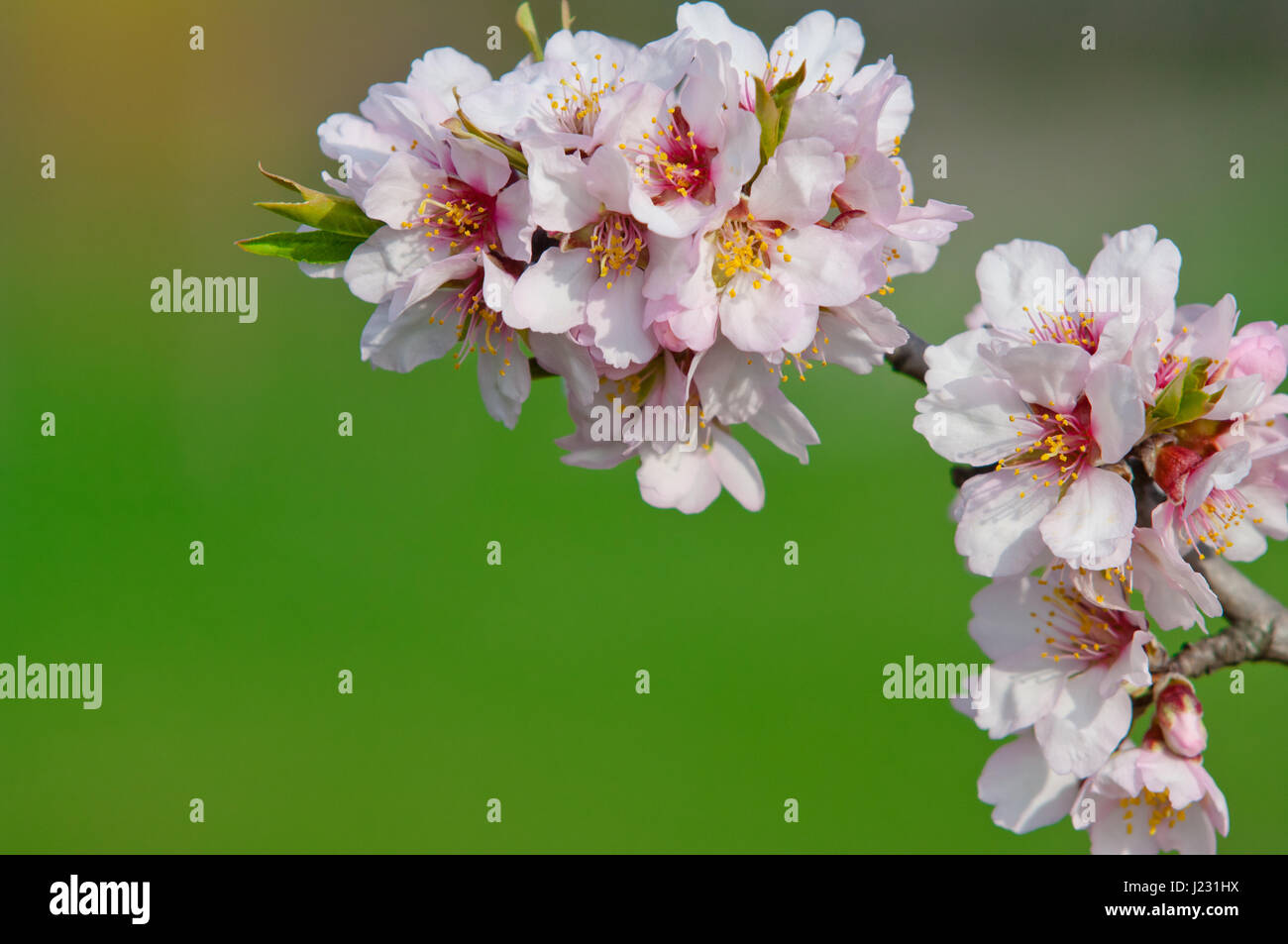 Almond blossom, full bloom, blooming almond tree in March Stock Photo ...