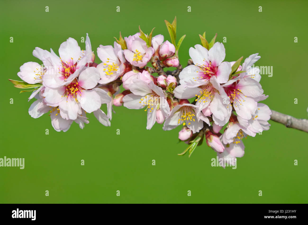 Almond blossom, full bloom, blooming almond tree in March Stock Photo ...