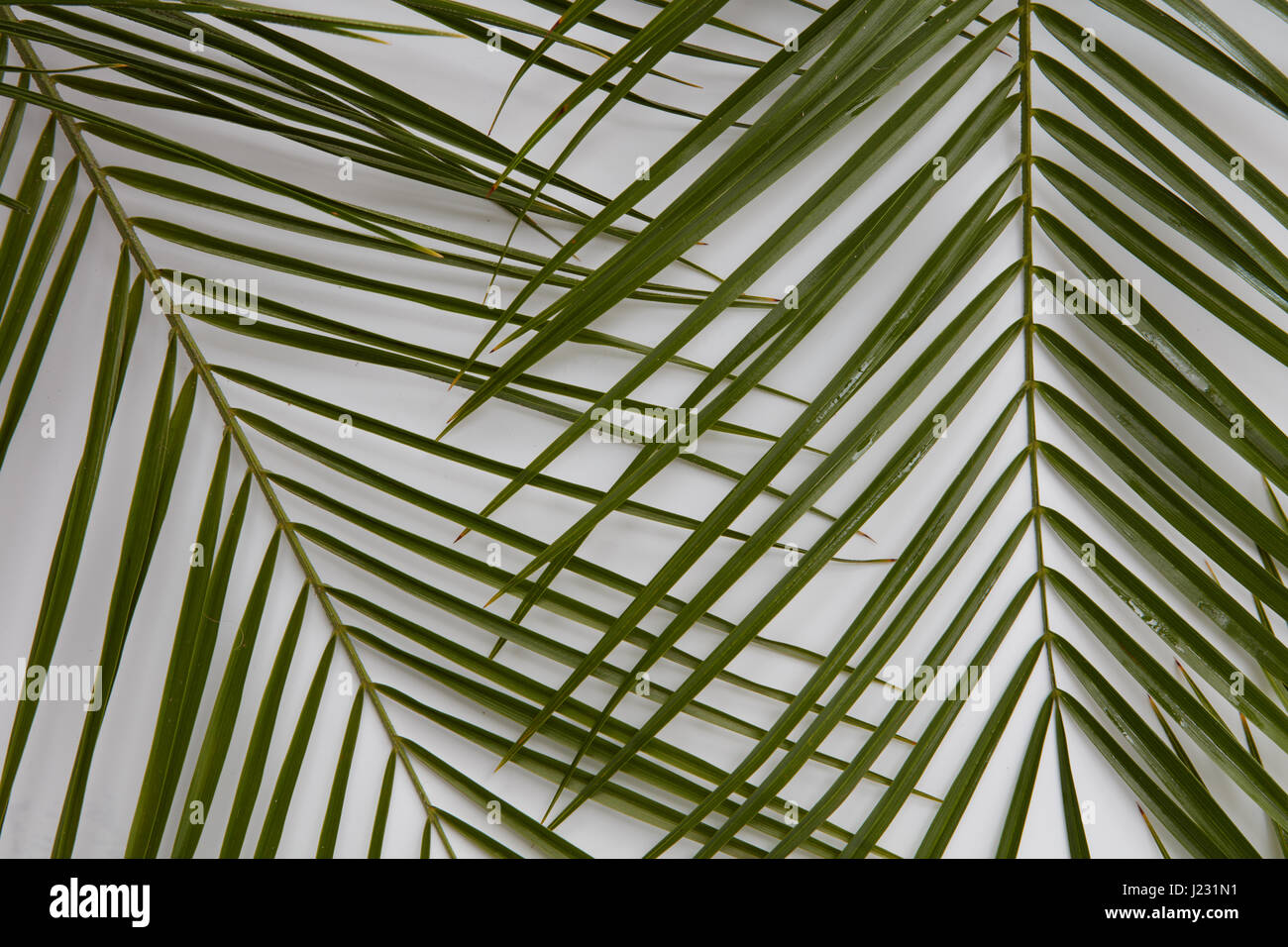 Palm leaves isolated Stock Photo - Alamy