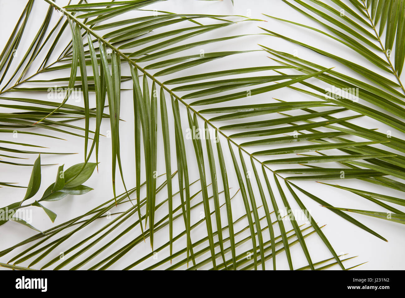 Palm leaves isolated Stock Photo - Alamy