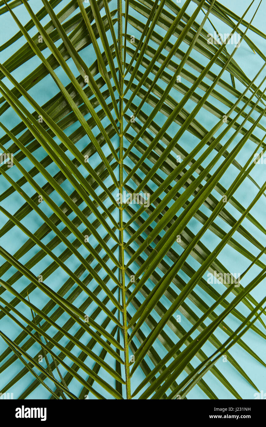 Palm leaves isolated Stock Photo - Alamy