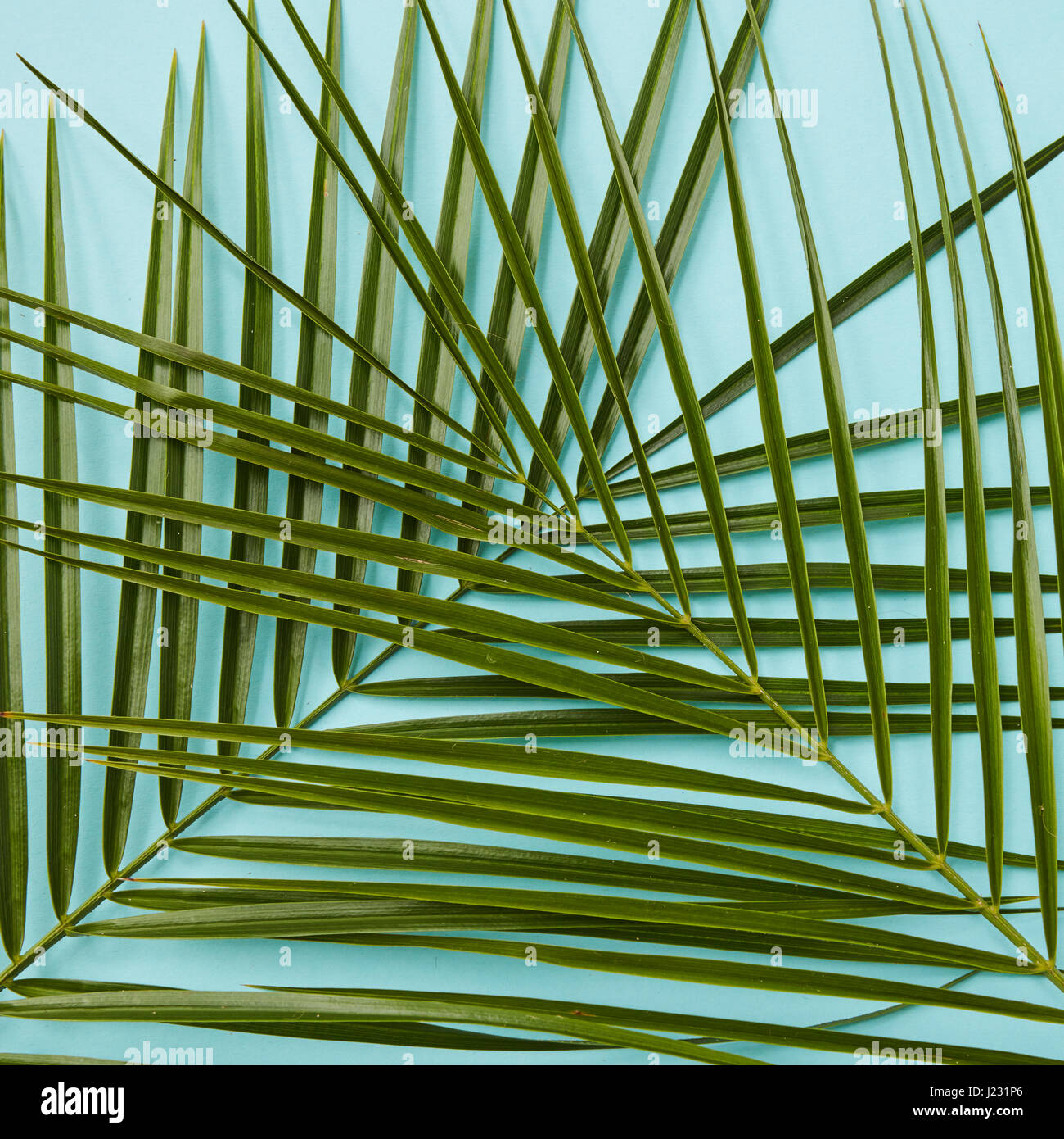 Palm leaves isolated Stock Photo - Alamy