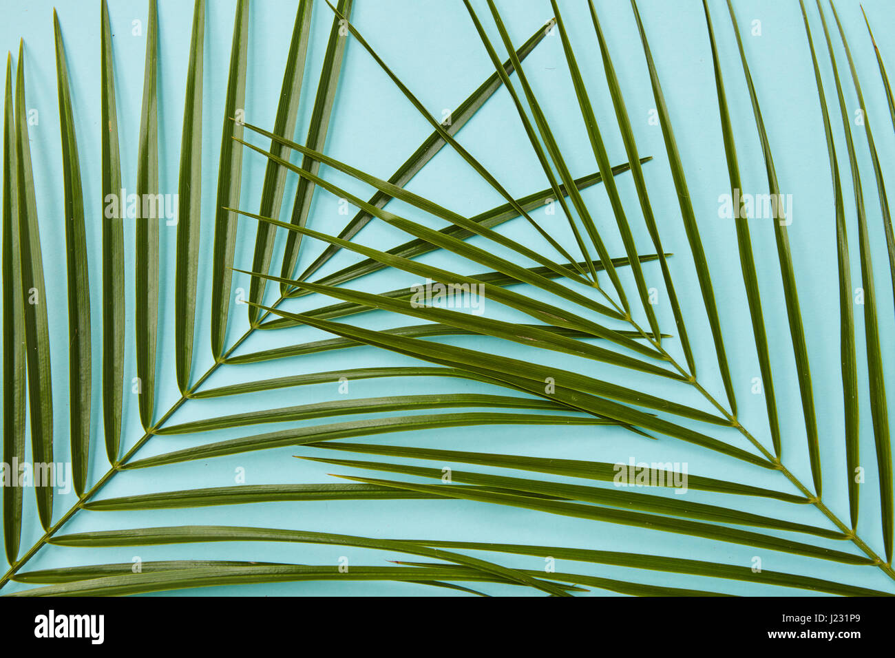Palm leaves isolated Stock Photo - Alamy