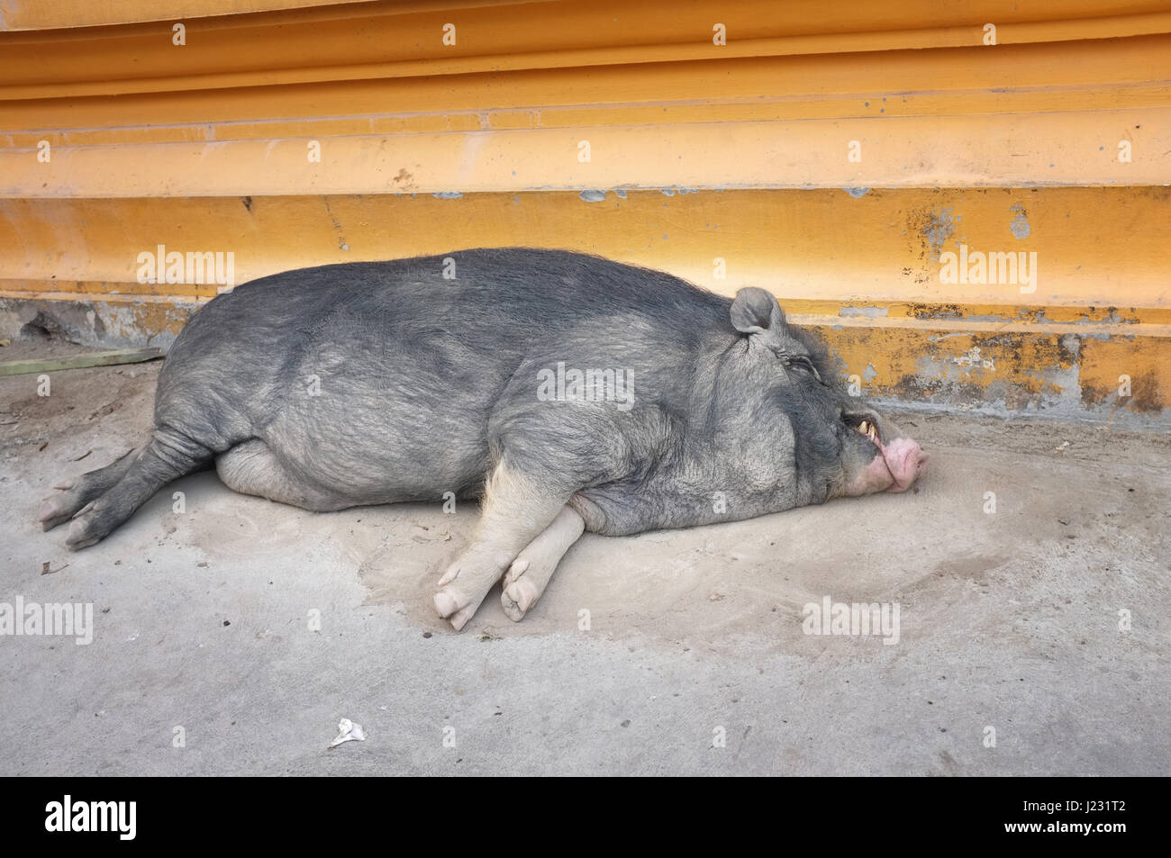 Cute wild Boar sleeping the road , Concept lazy , fat Stock Photo - Alamy