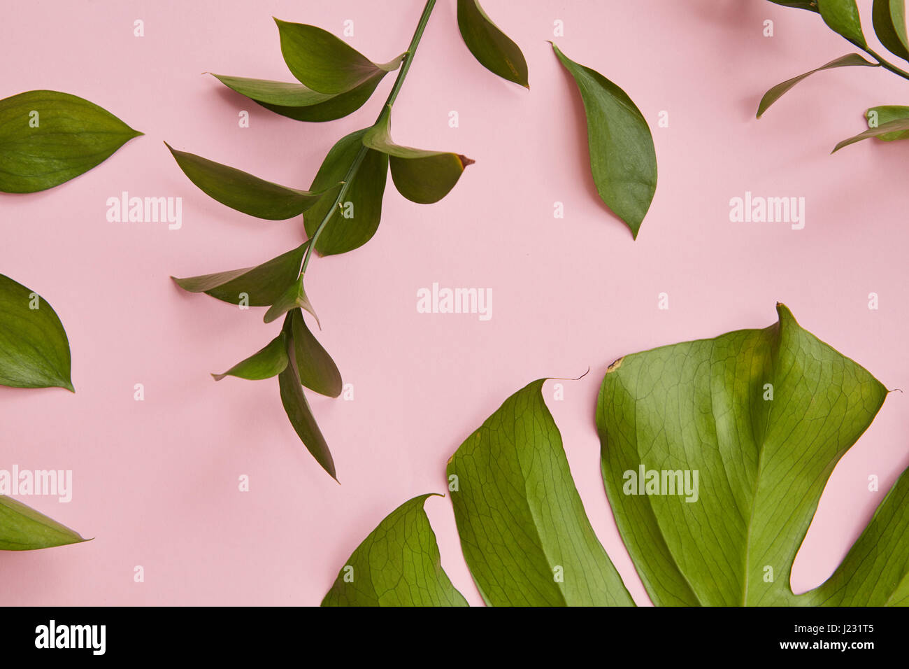 Green twigs isolated Stock Photo - Alamy