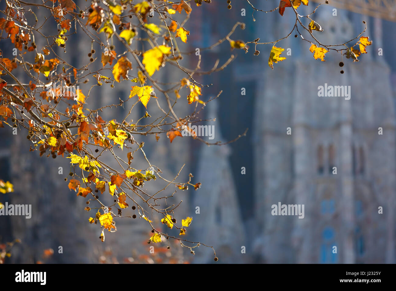 Autumn leaves on the background of the church of La Sagrada Familia in ...