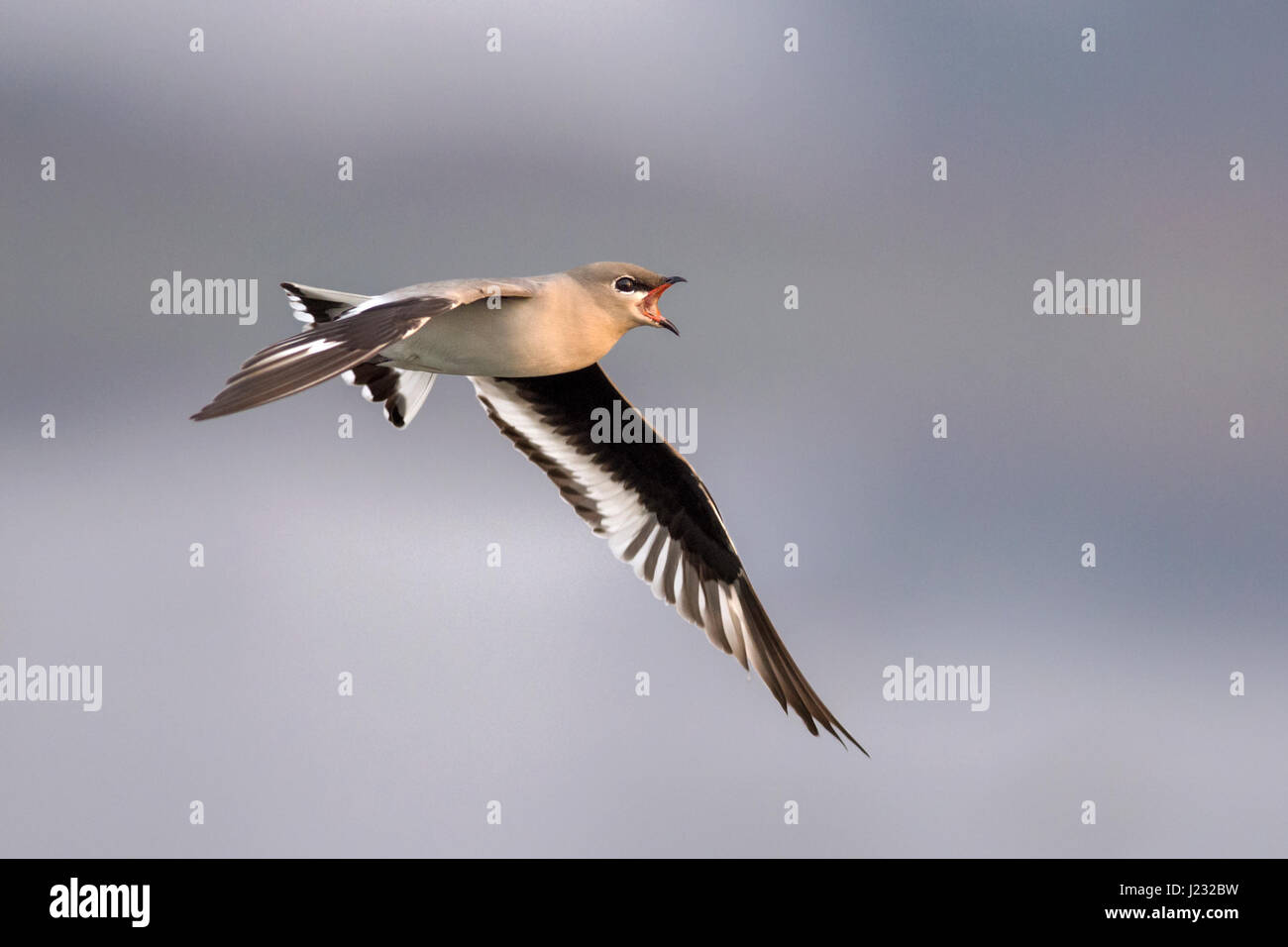 Small Pratincole in flight with mouth wide open Stock Photo - Alamy