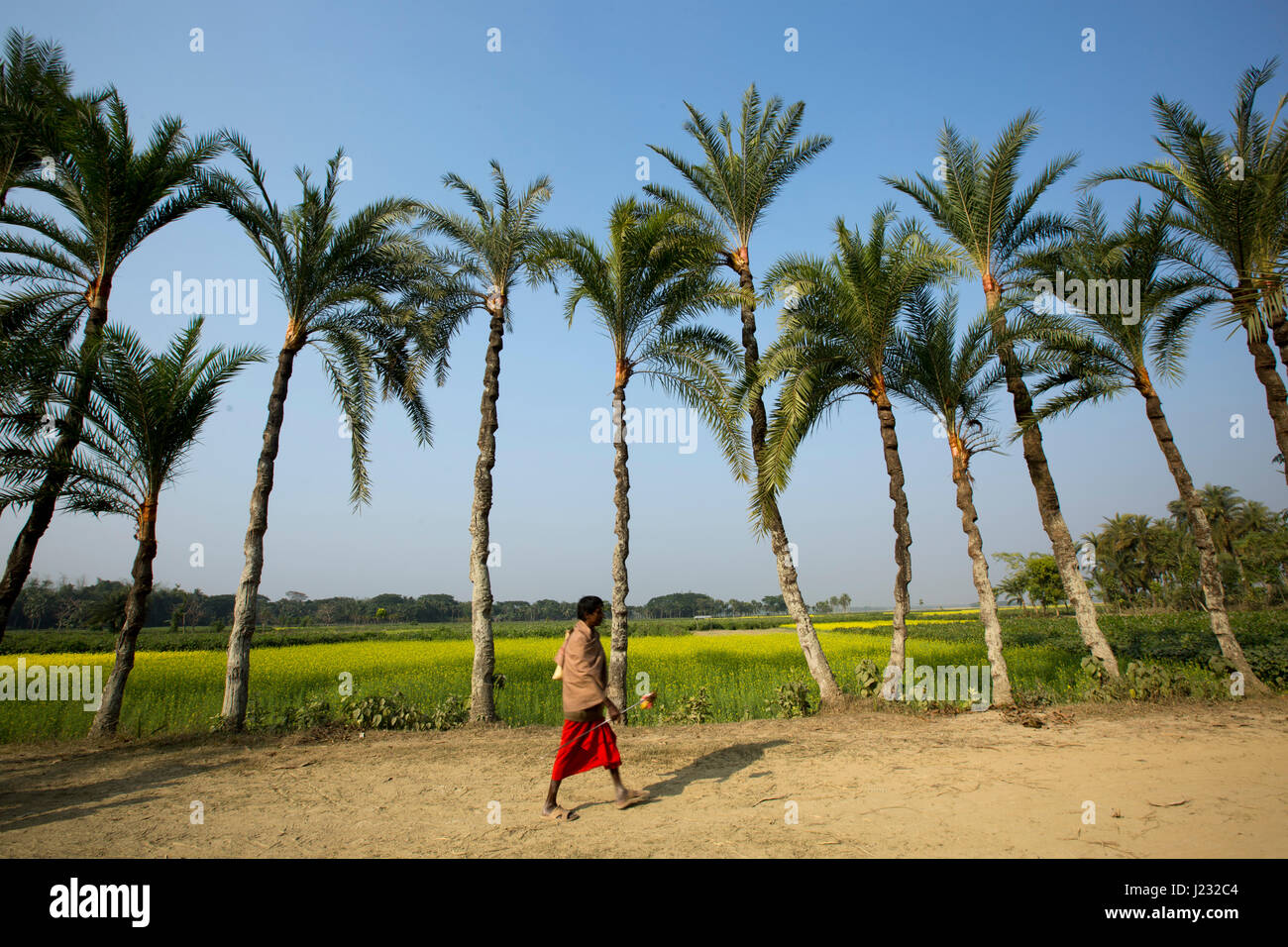 Date palm trees in Jessore, Bangladesh Stock Photo - Alamy