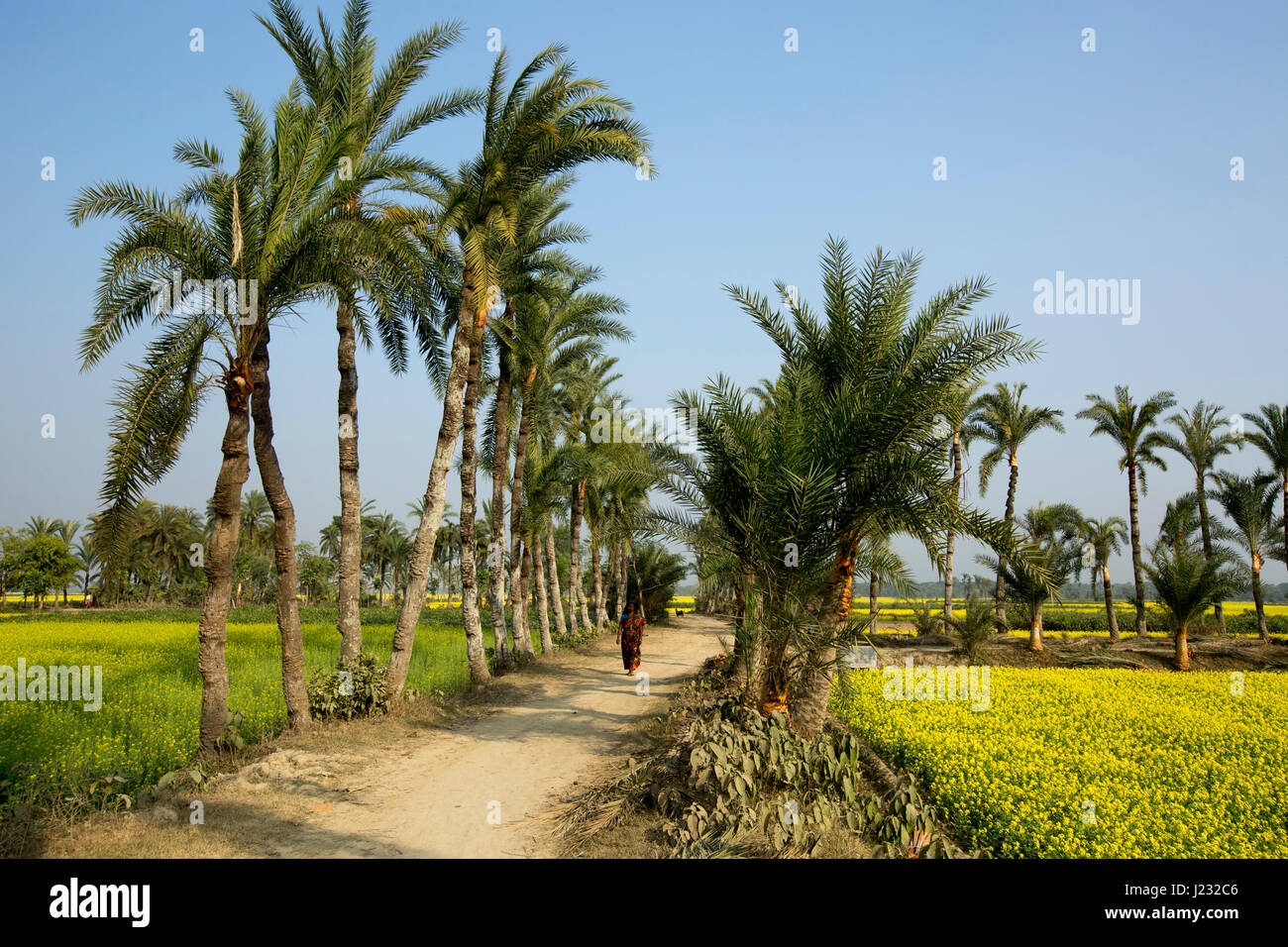 Date palm trees both sides of the dirt path in Jessore, Bangladesh ...